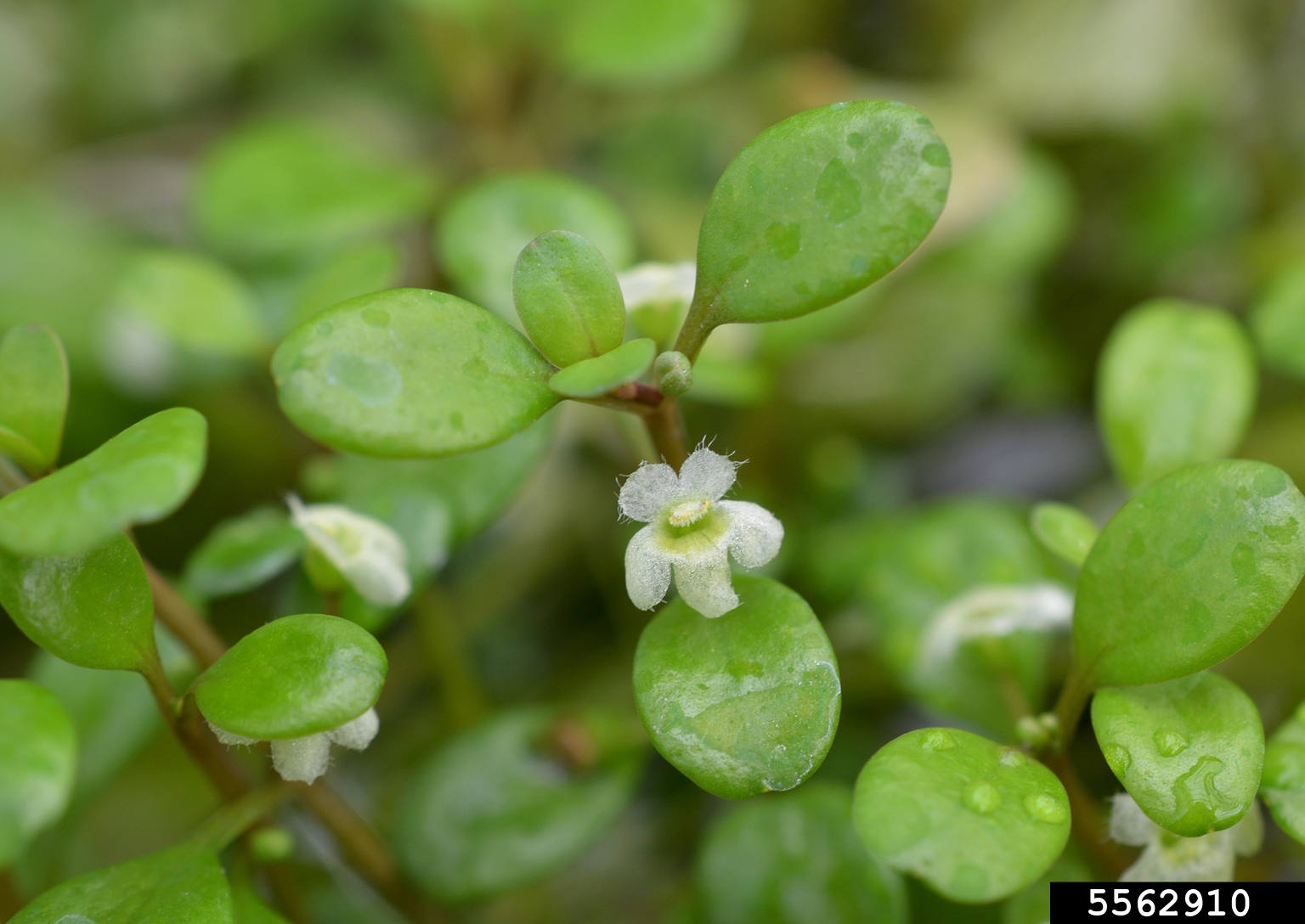 mud mat (Glossostigma elatinoides Benth)