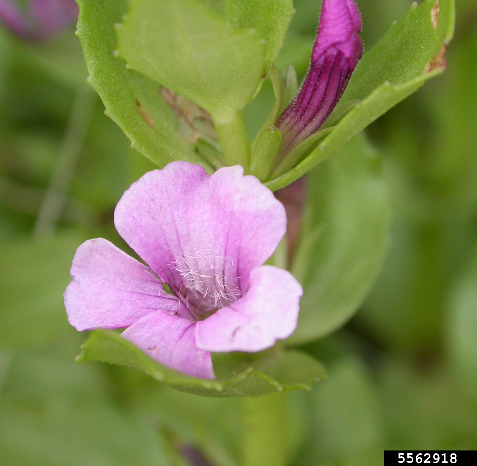 hedge hyssop (Gratiola pubescens R. Br.)