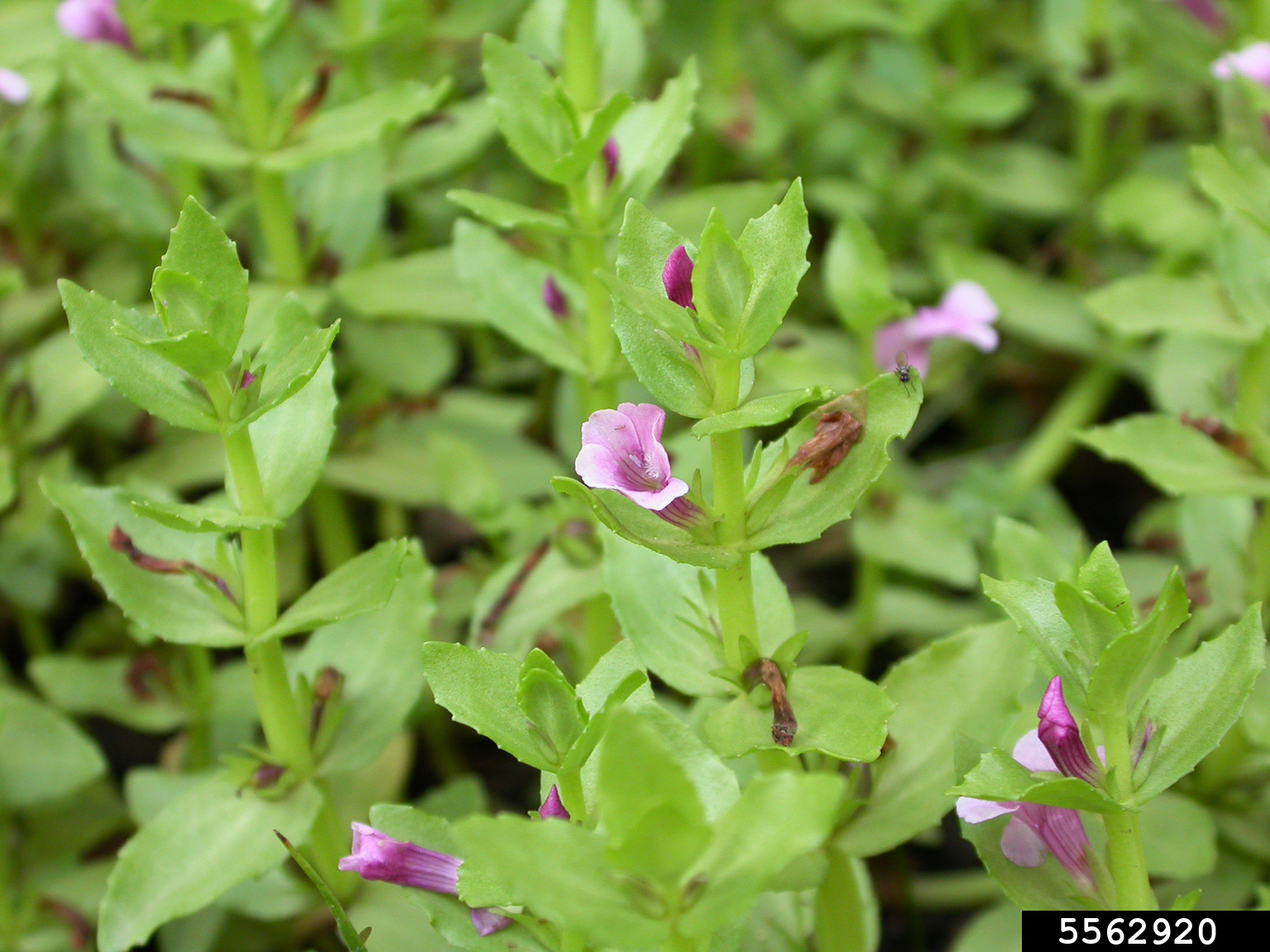 hedge hyssop (Gratiola pubescens R. Br.)