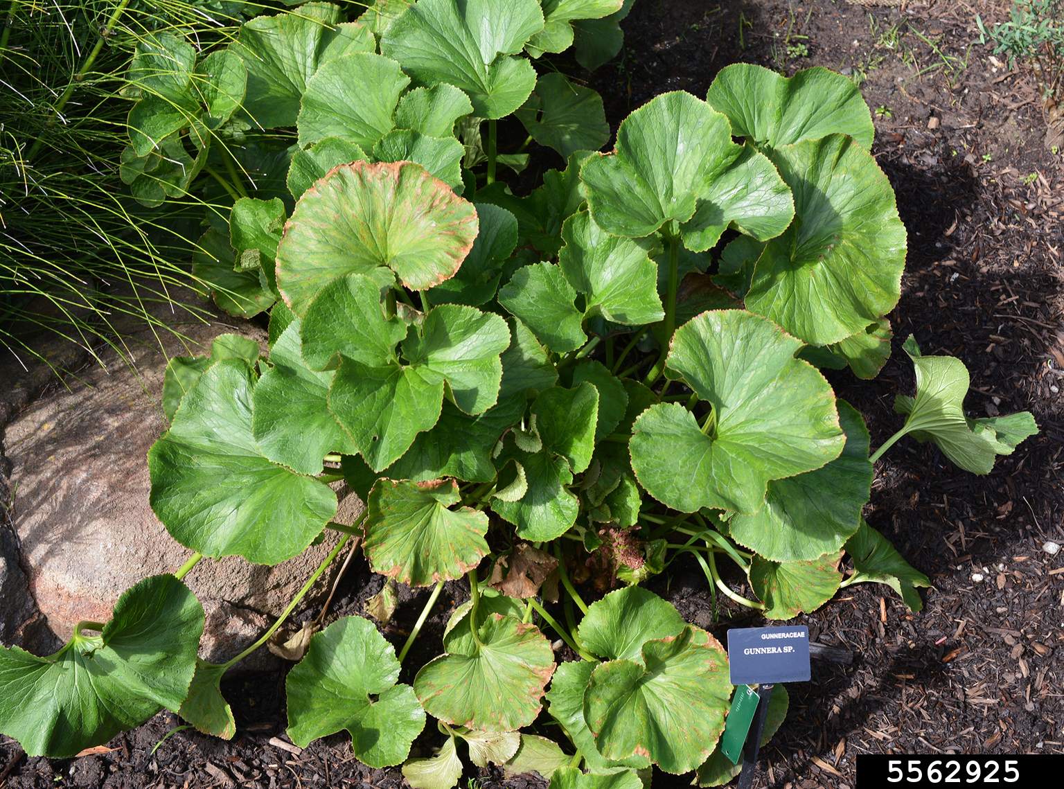 giant rhubarb (Gunnera perpensa L.)
