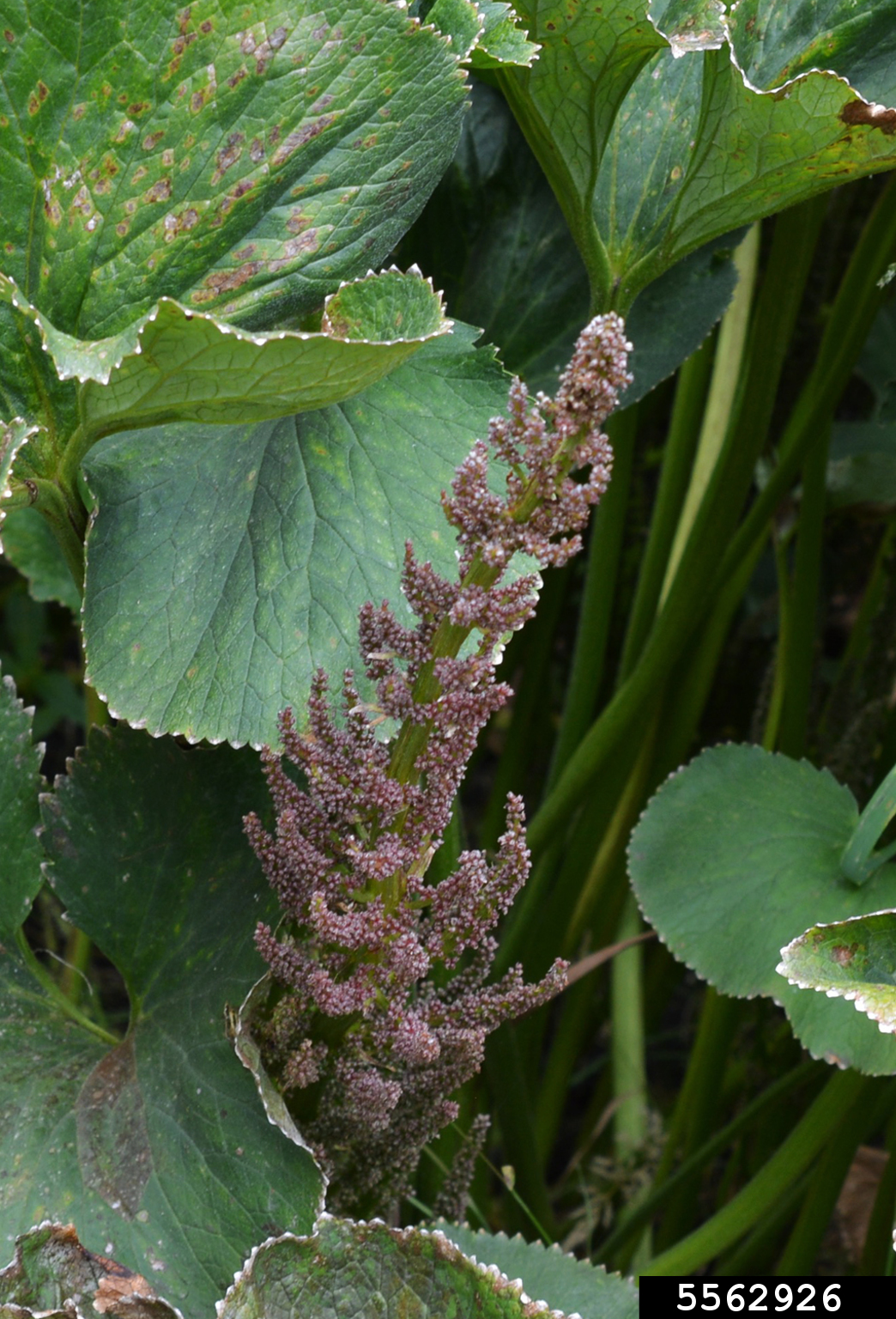 giant rhubarb (Gunnera perpensa L.)