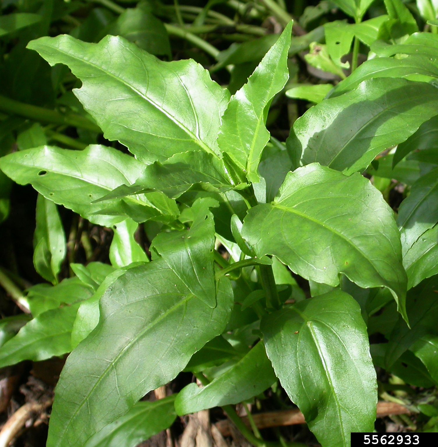 Senegal tea plant (Gymnocoronis spilanthoides)
