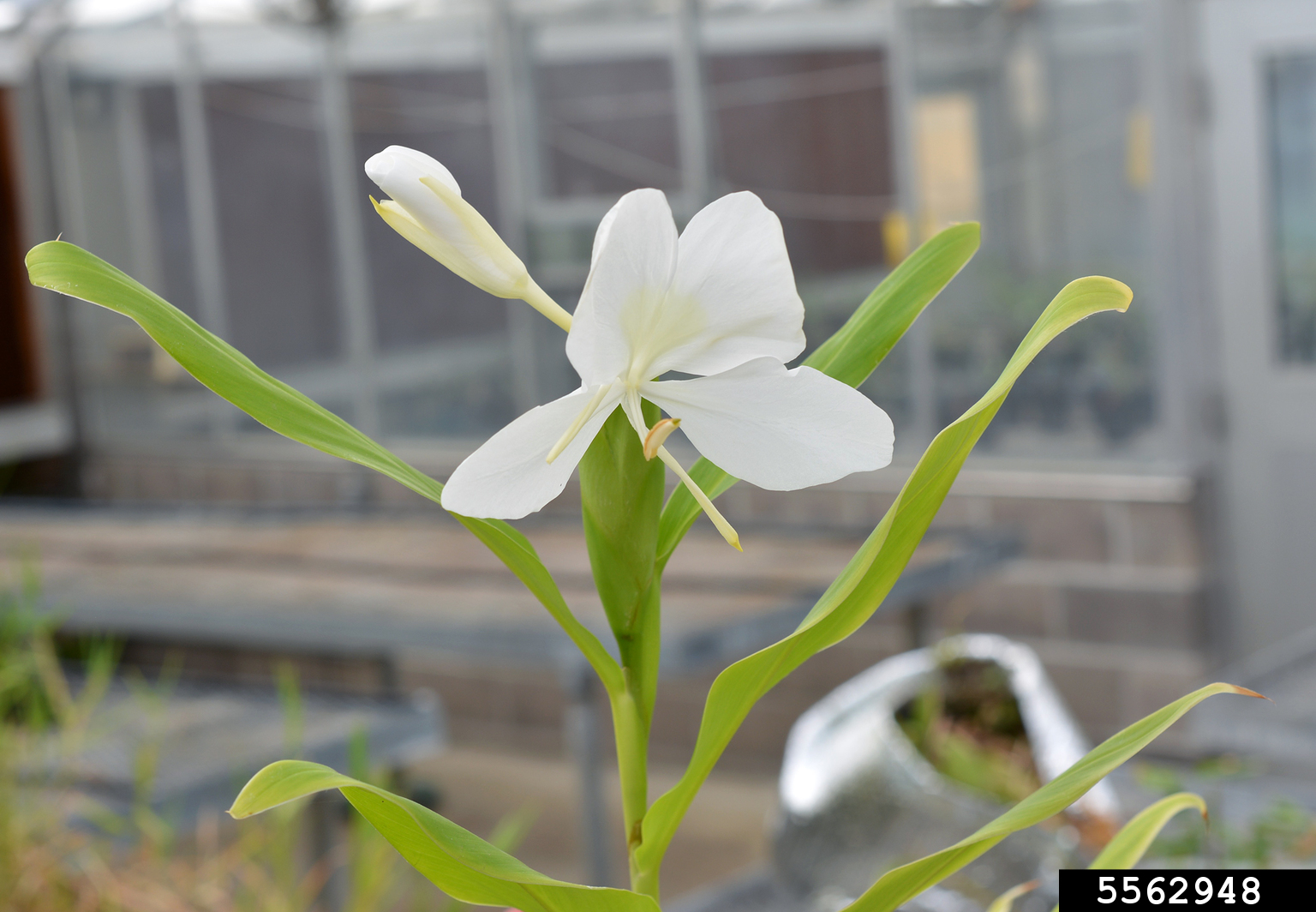 white garland-lily (Hedychium coronarium)