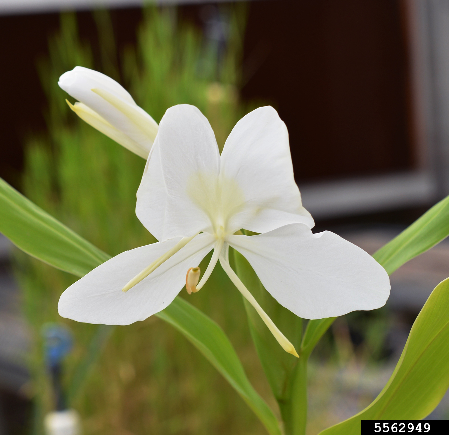 white garland-lily (Hedychium coronarium)