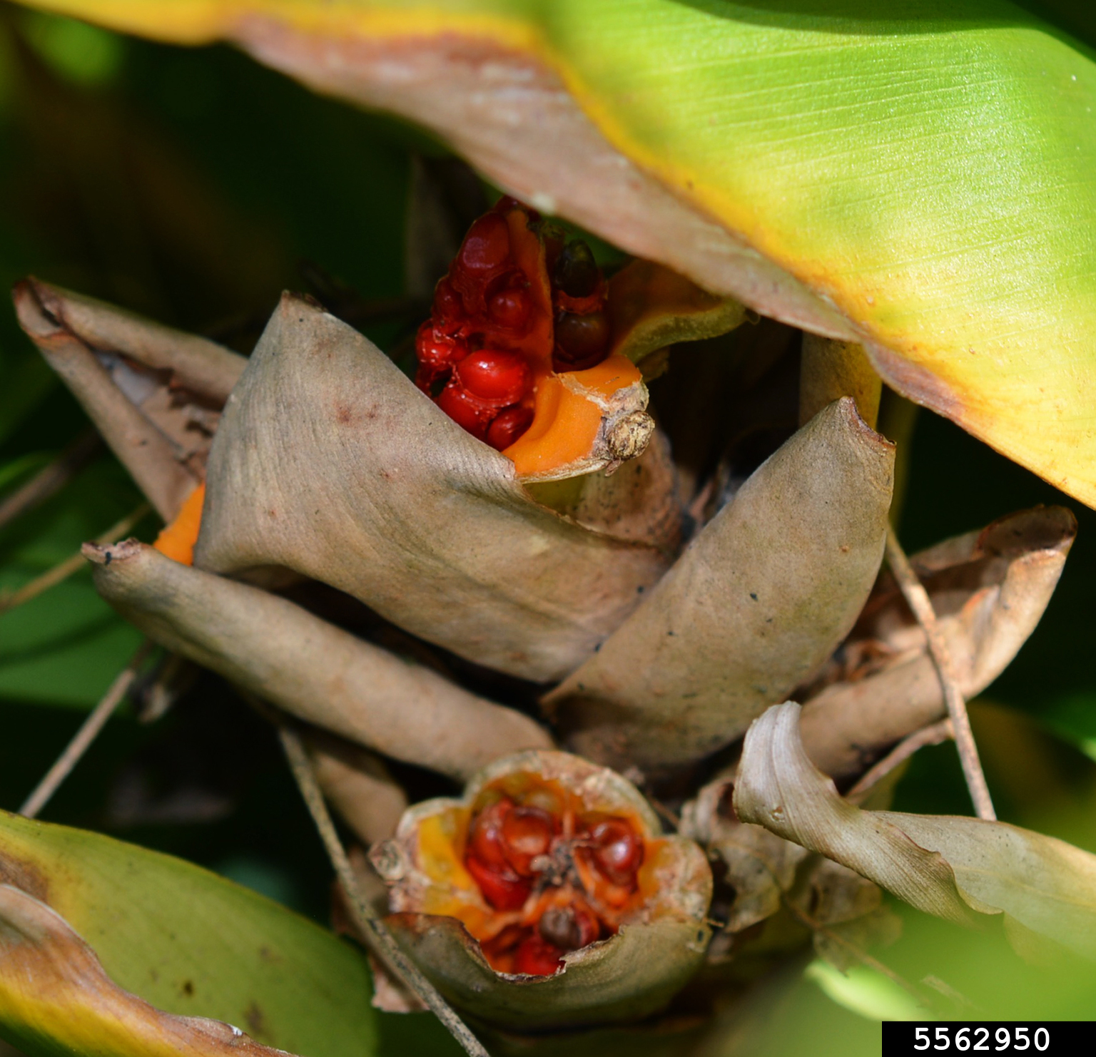white garland-lily (Hedychium coronarium Koenig)