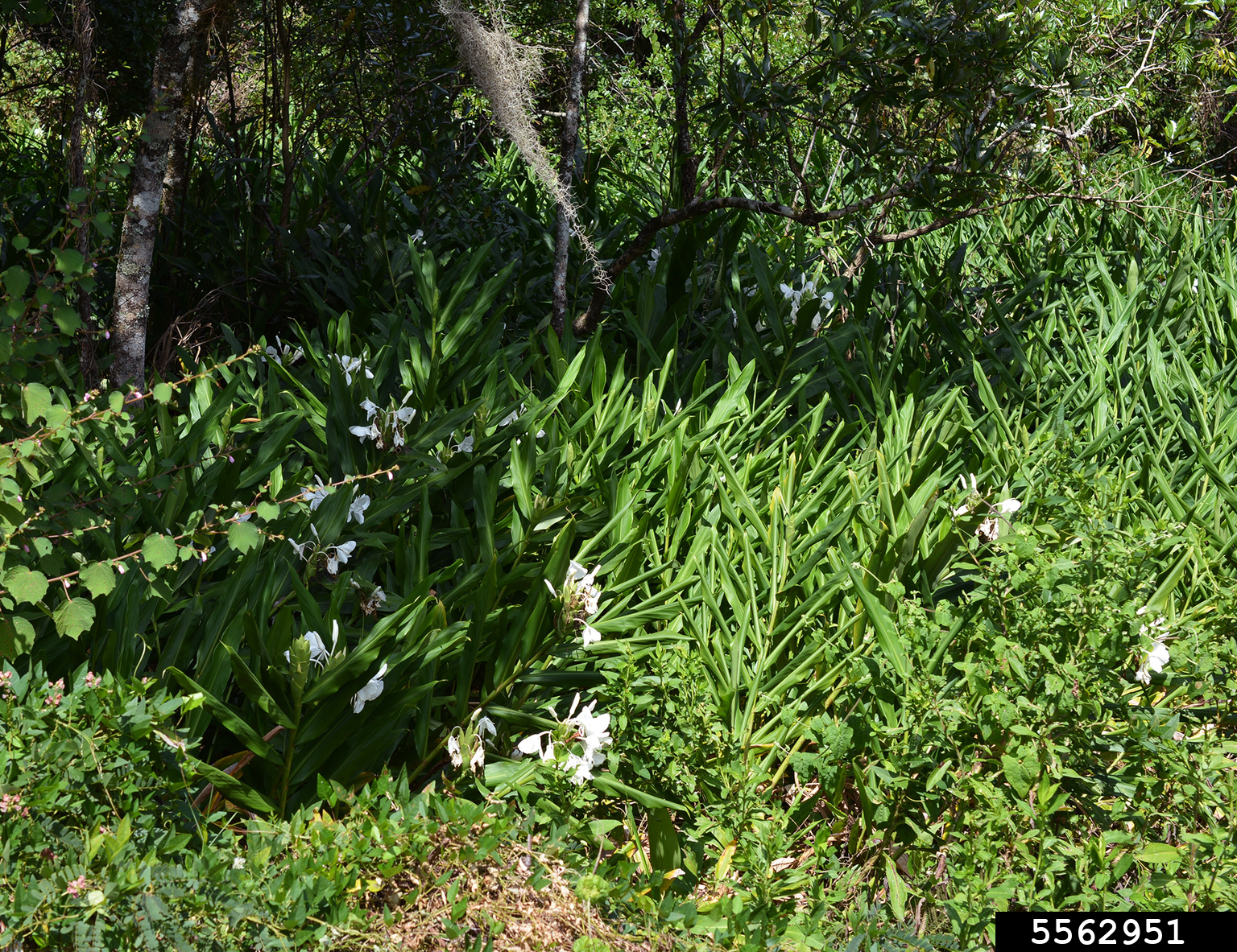 white garland-lily (Hedychium coronarium)