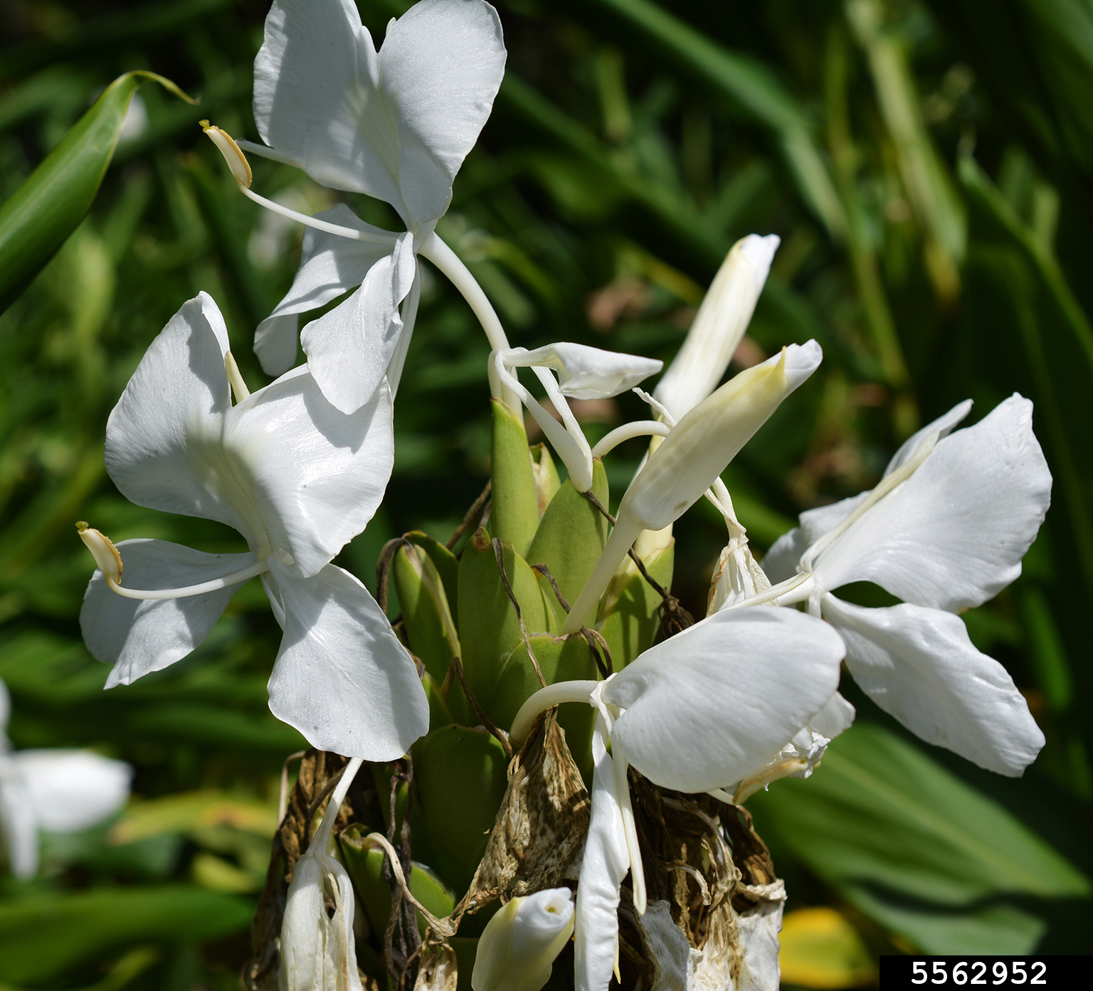 white garland-lily (Hedychium coronarium)