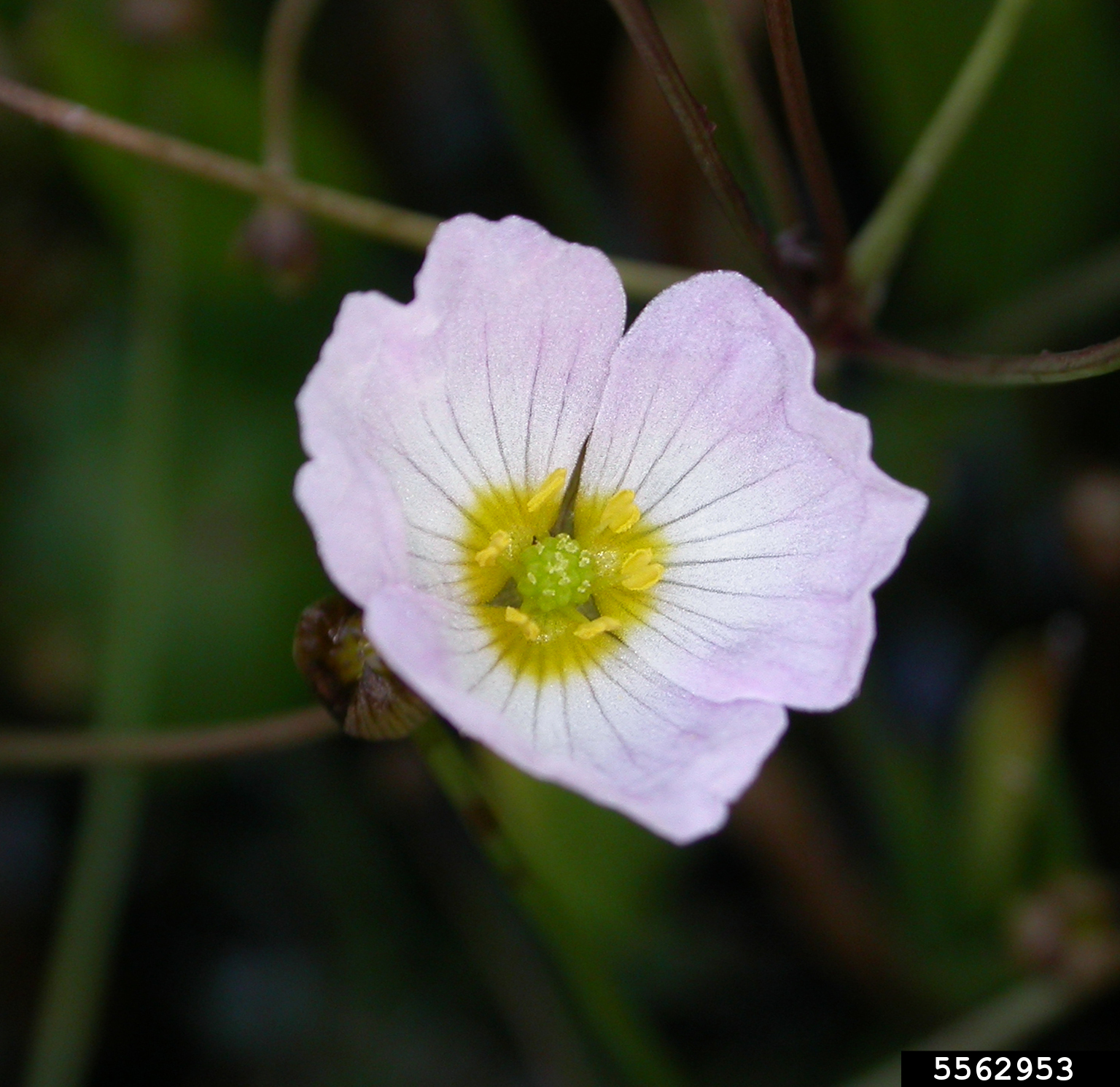 pygmy chain sword (Helanthium tenellum)