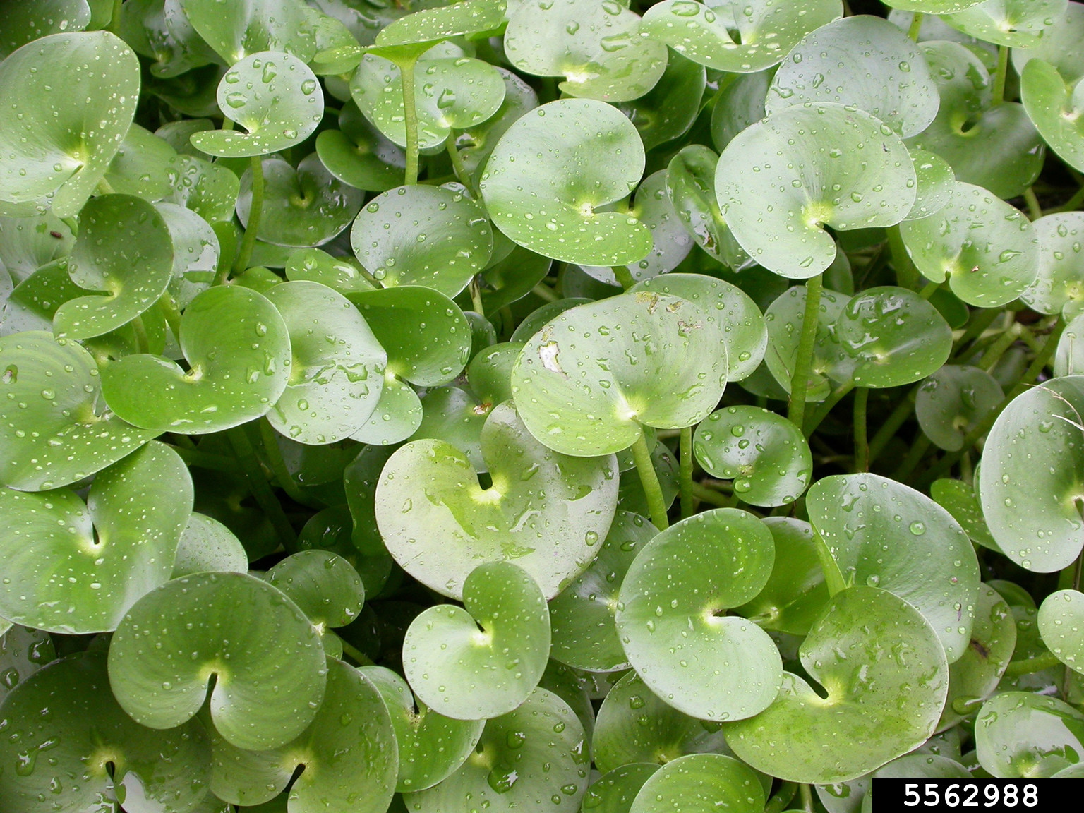 roundleaf mudplantain (Heteranthera reniformis)
