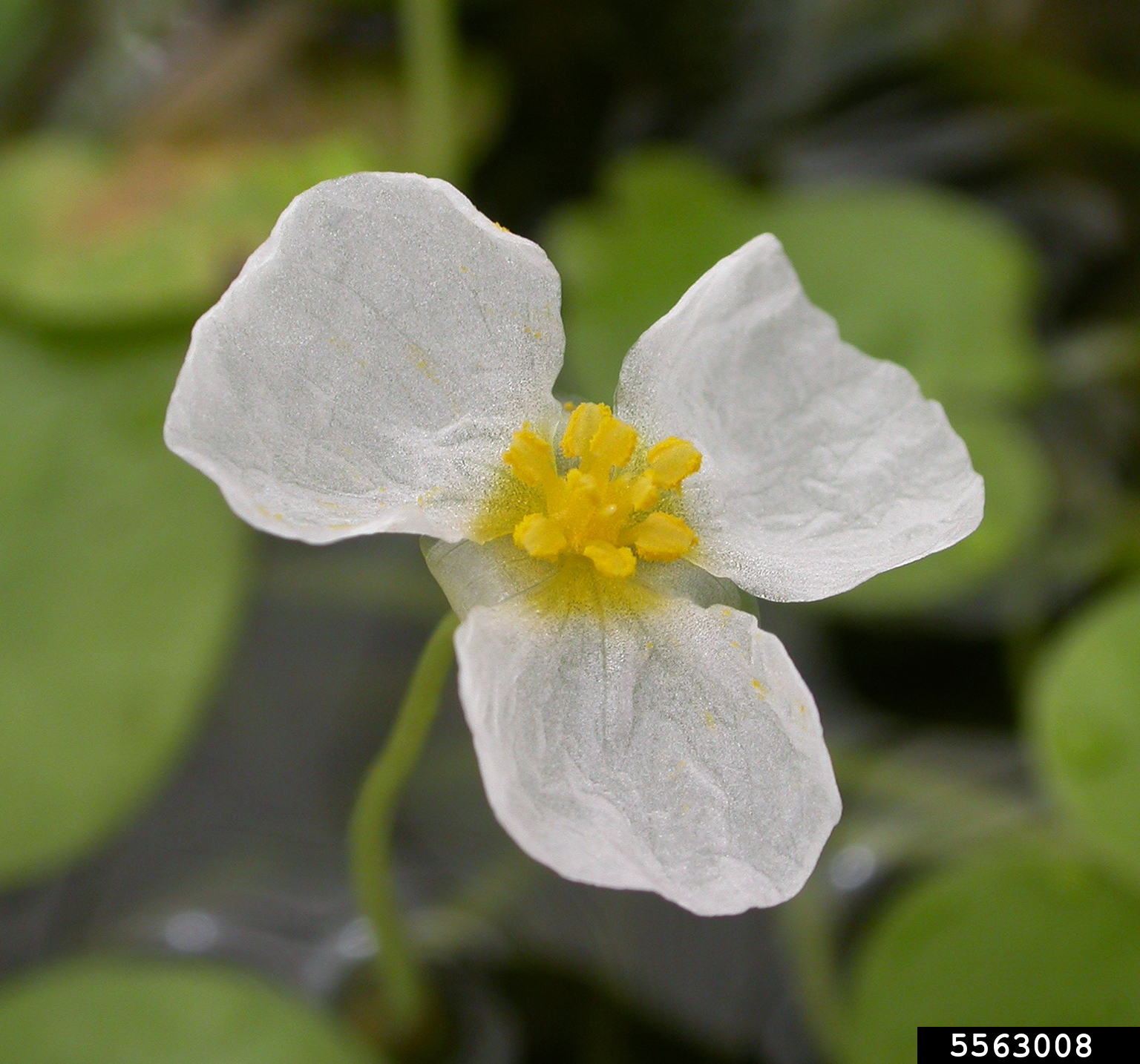 frogbit (Hydrocharis dubia)