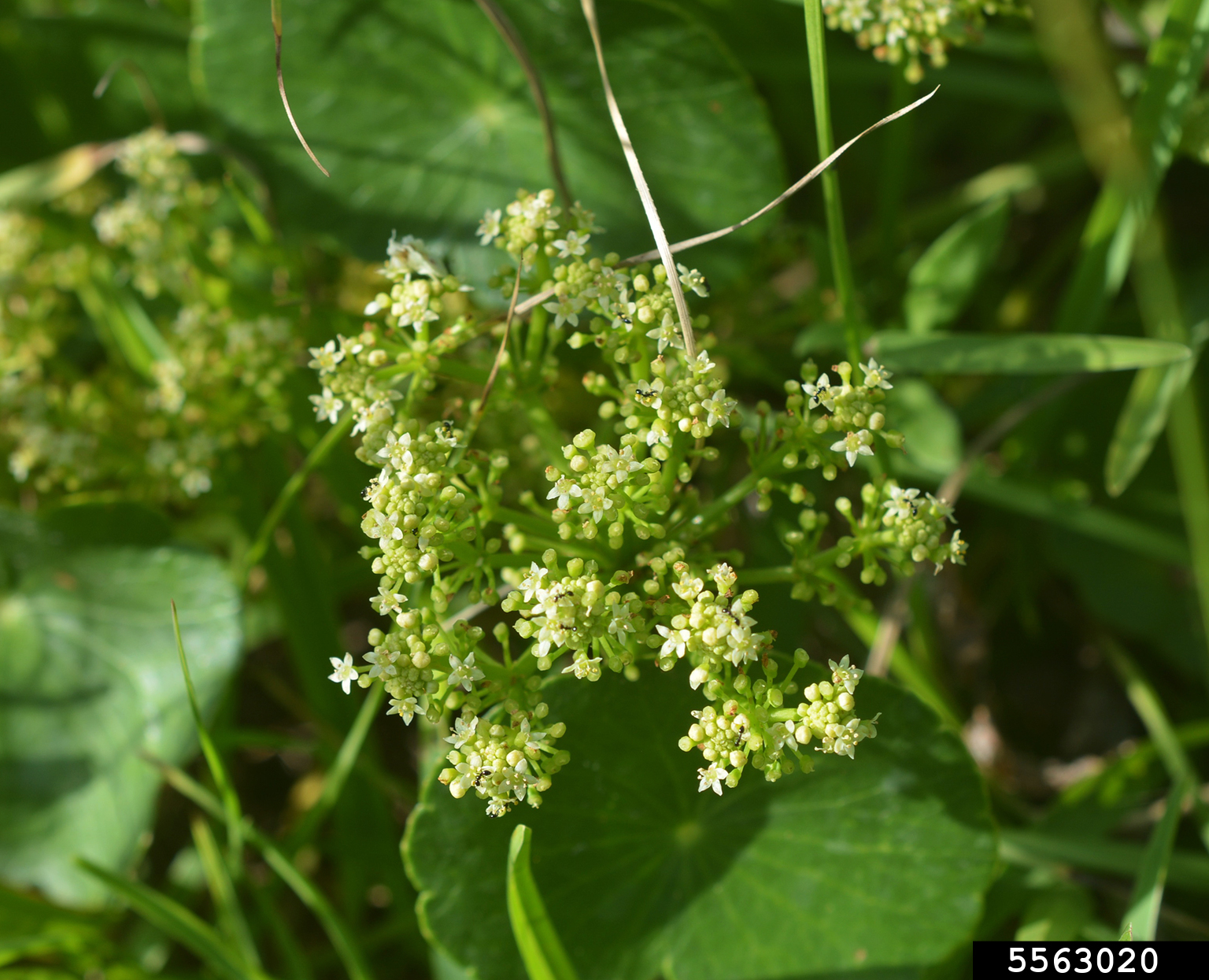 water pennywort (Genus Hydrocotyle L.)