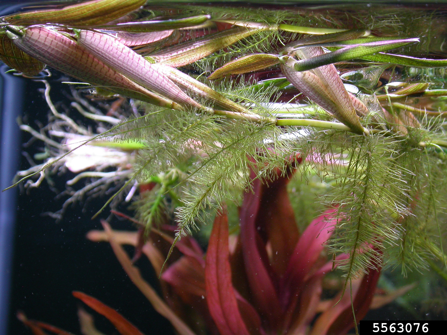 Asian watergrass (Hygroryza aristata)