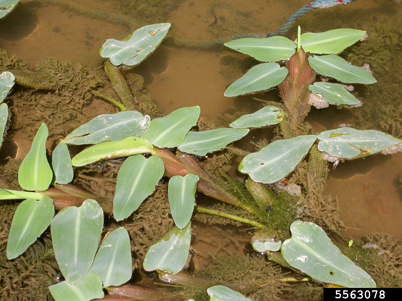 Asian watergrass (Hygroryza aristata)