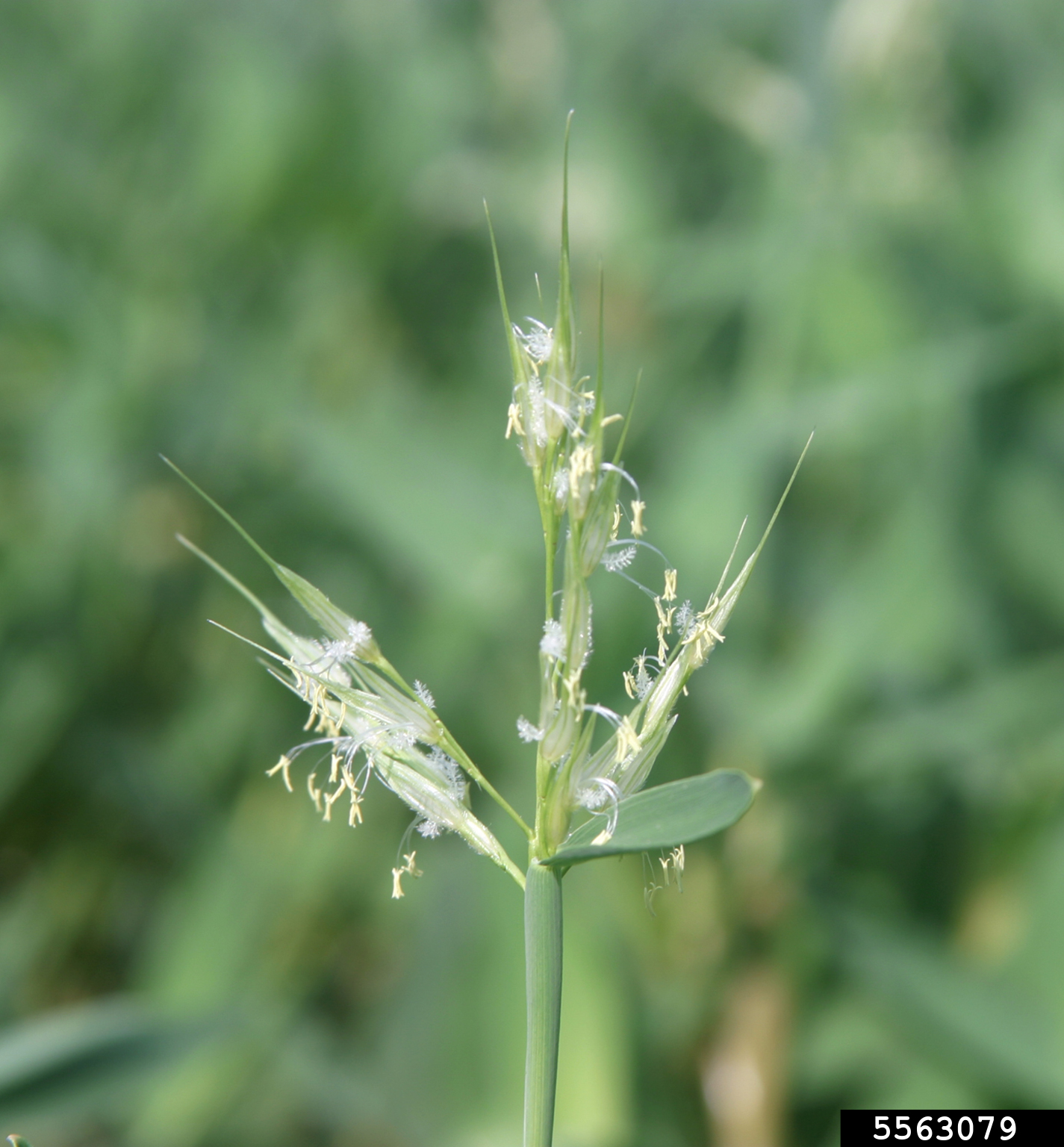 Asian watergrass (Hygroryza aristata)
