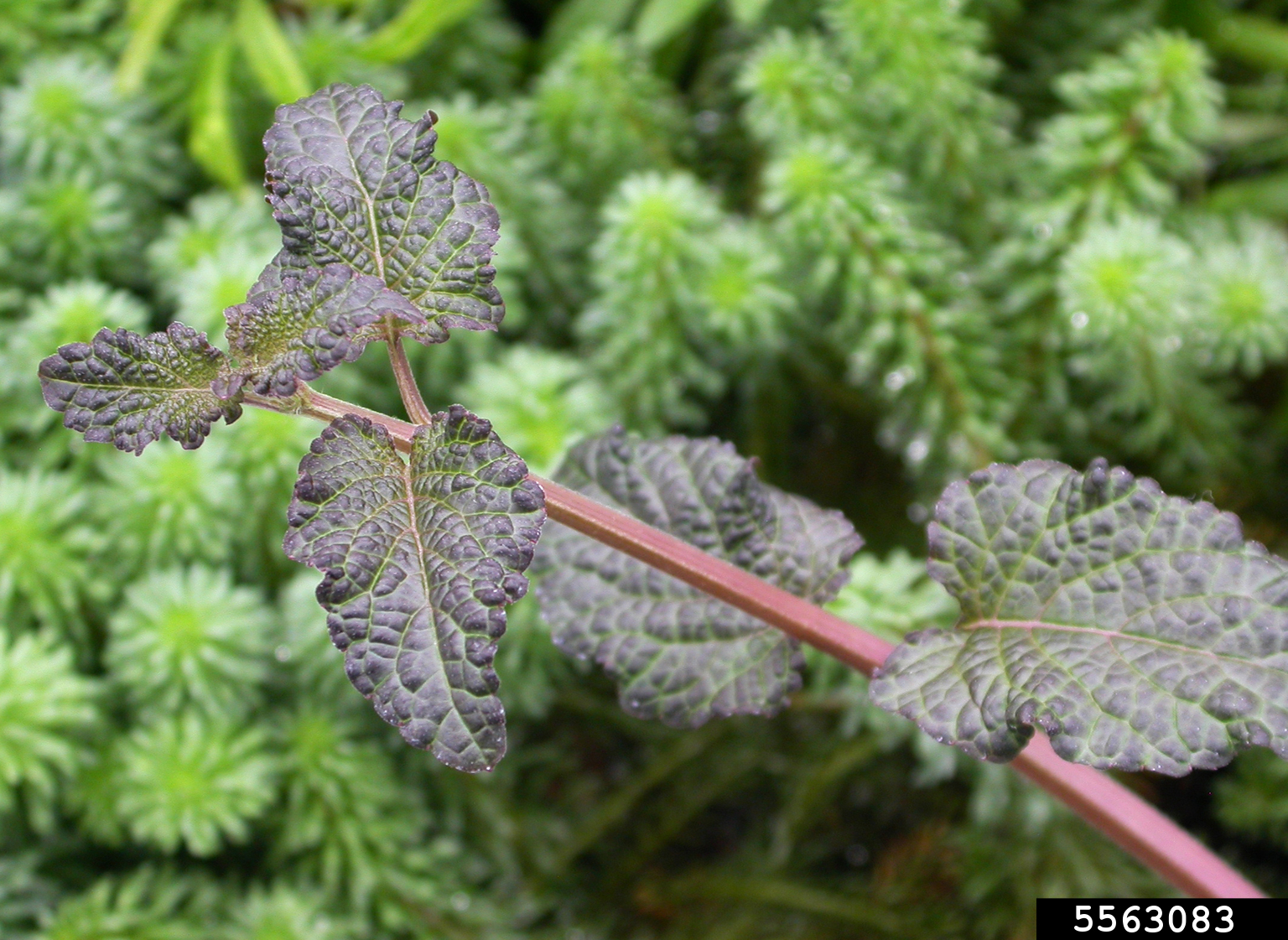 hyptis, Hyptis lorentziana (Lamiales: Lamiaceae) - 5563083