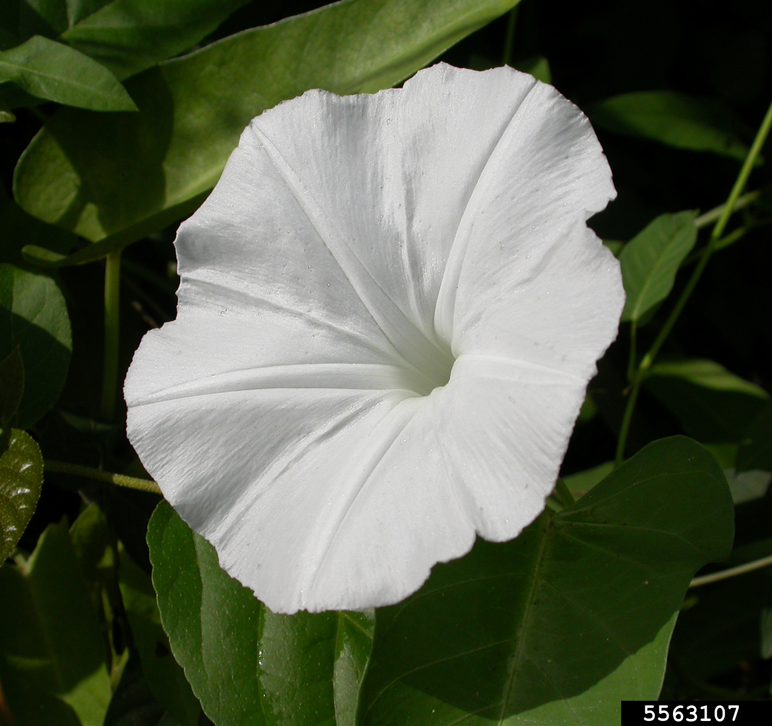 swamp morning-glory (Ipomoea aquatica Forssk.)