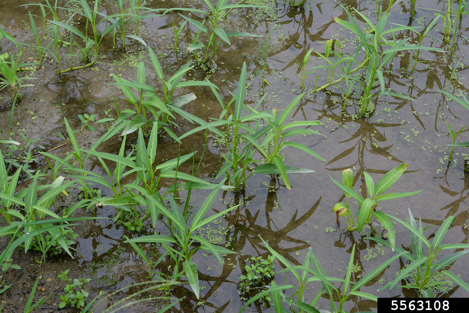 swamp morning-glory (Ipomoea aquatica)