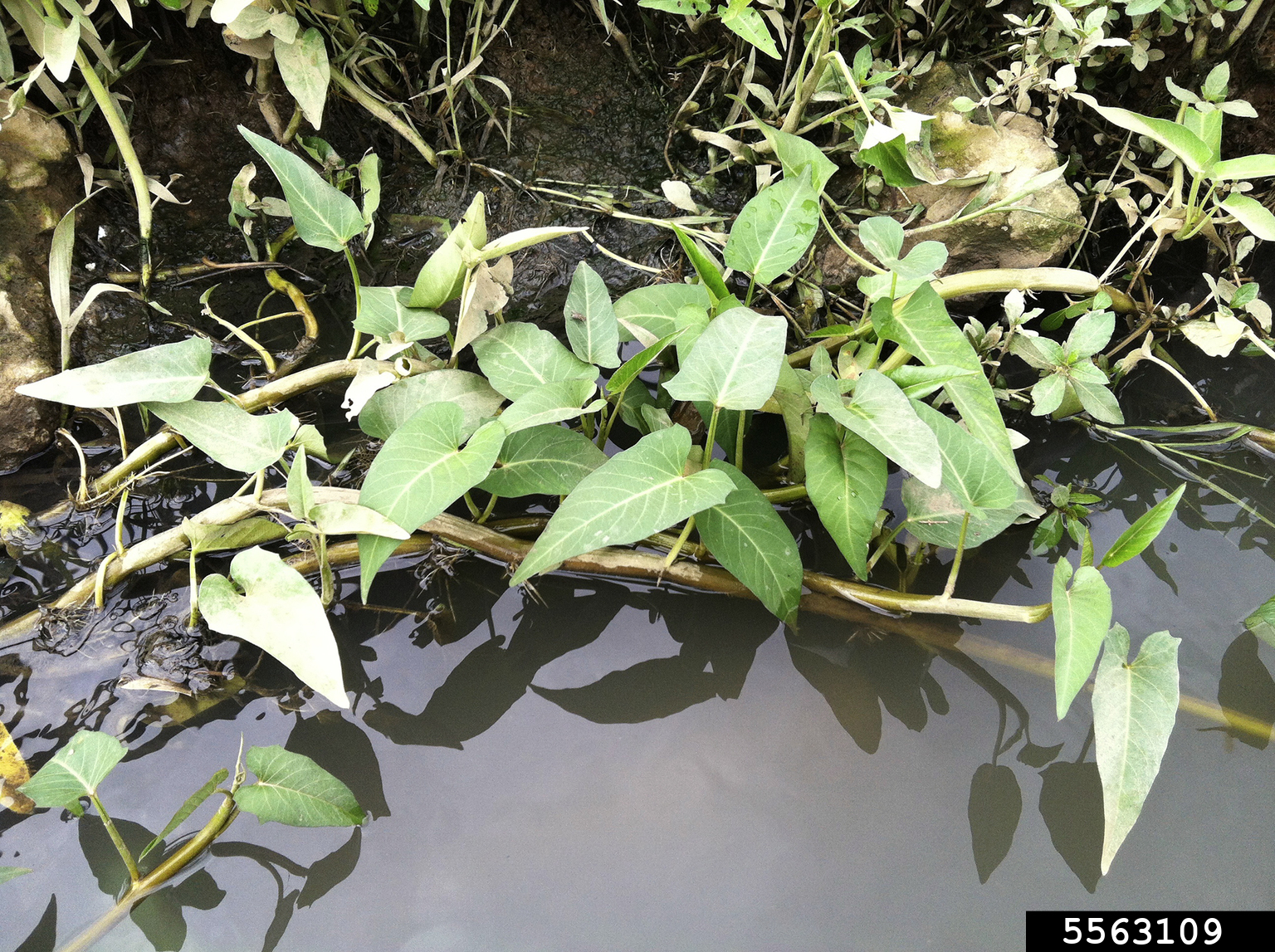 swamp morning-glory (Ipomoea aquatica Forssk.)