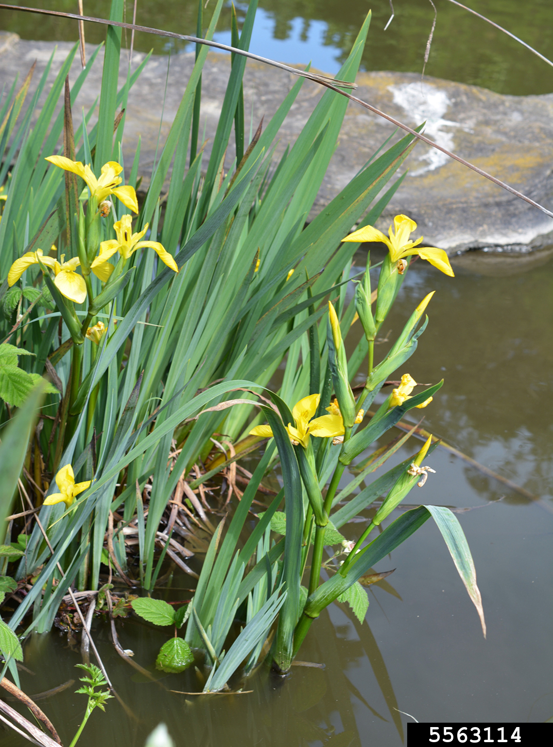 pale yellow iris, yellow flag iris (Iris pseudacorus)