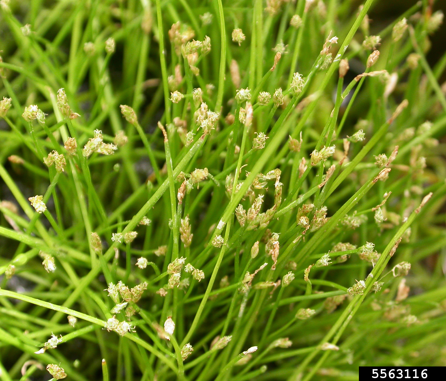 keeled bulrush (Isolepis carinata Hook. & Arn. ex Torr.)