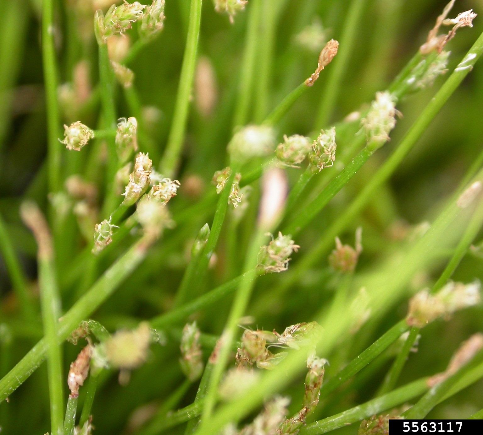 keeled bulrush (Isolepis carinata Hook. & Arn. ex Torr.)