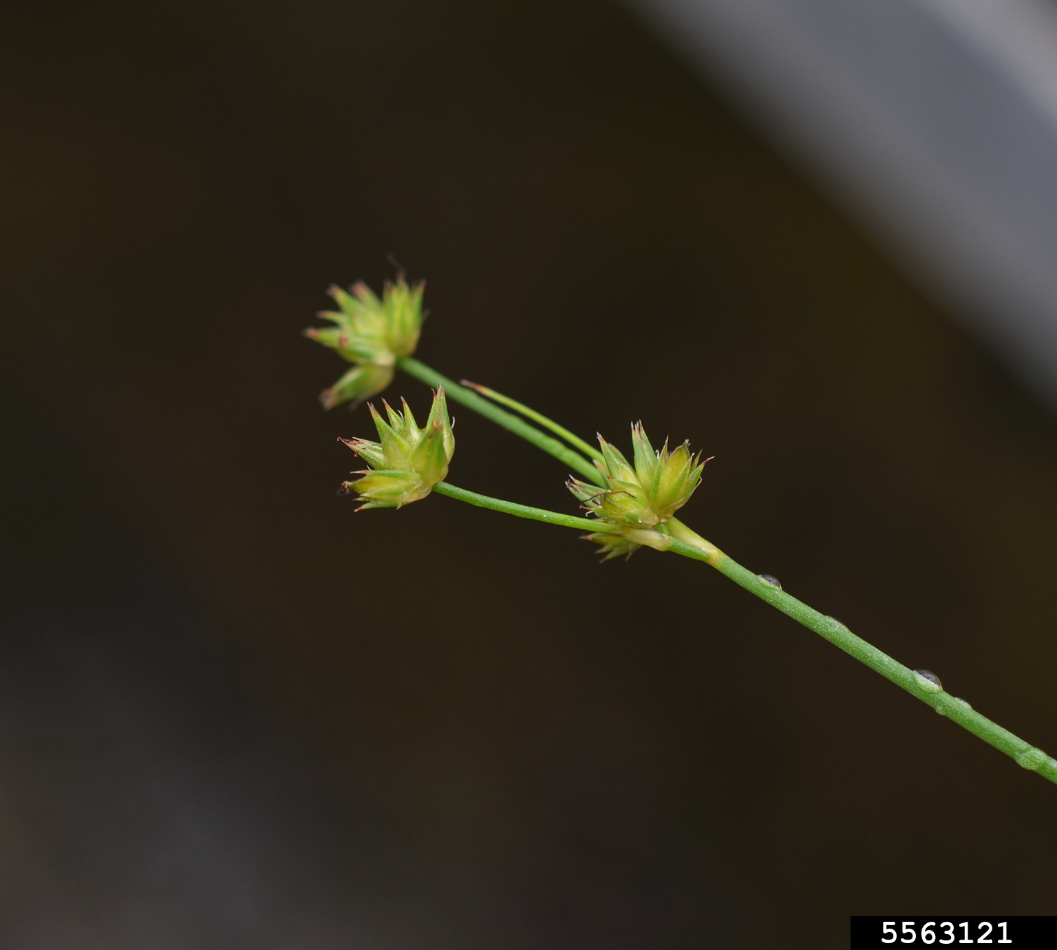 rush (Genus Juncus L.)