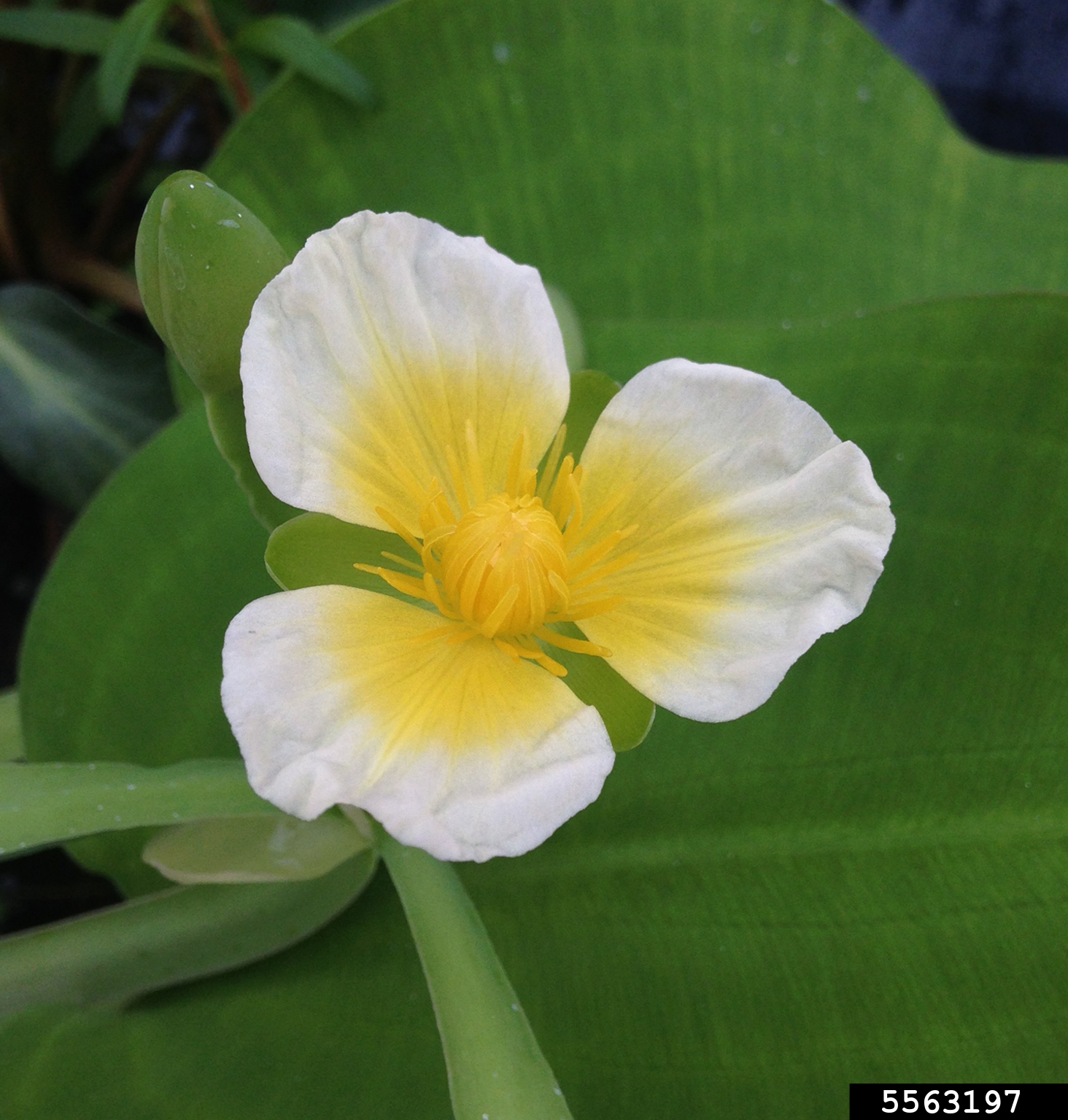 yellow velvetleaf (Limnocharis flava (L.) Buchenau [excluded])