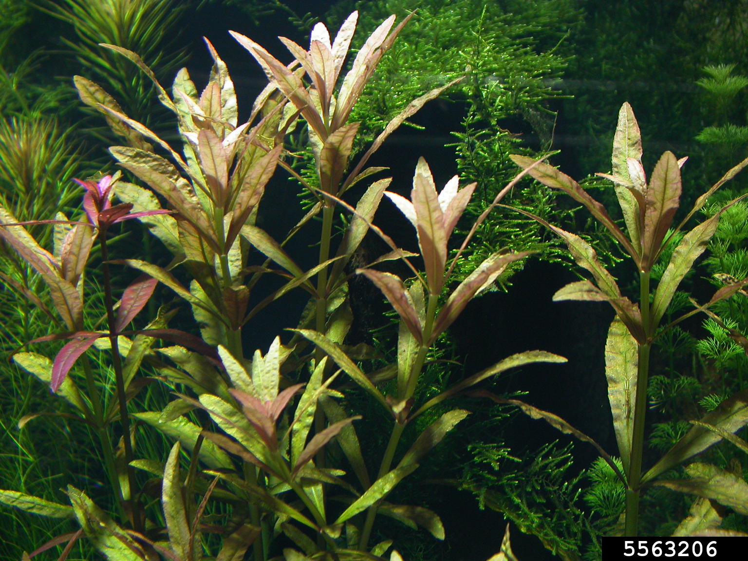 limnophila (Limnophila aromatica)