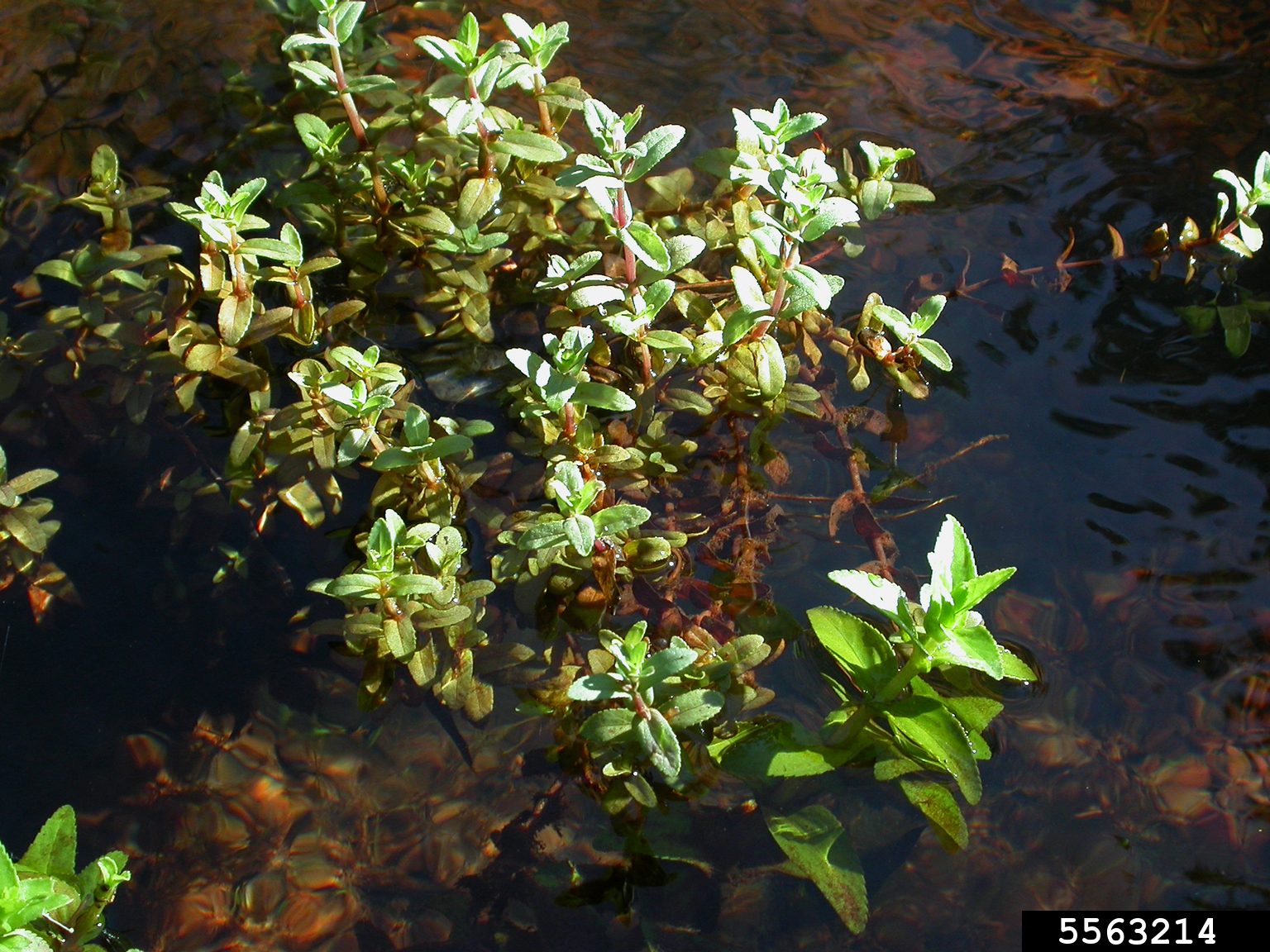 limnophila (Limnophila chinensis)