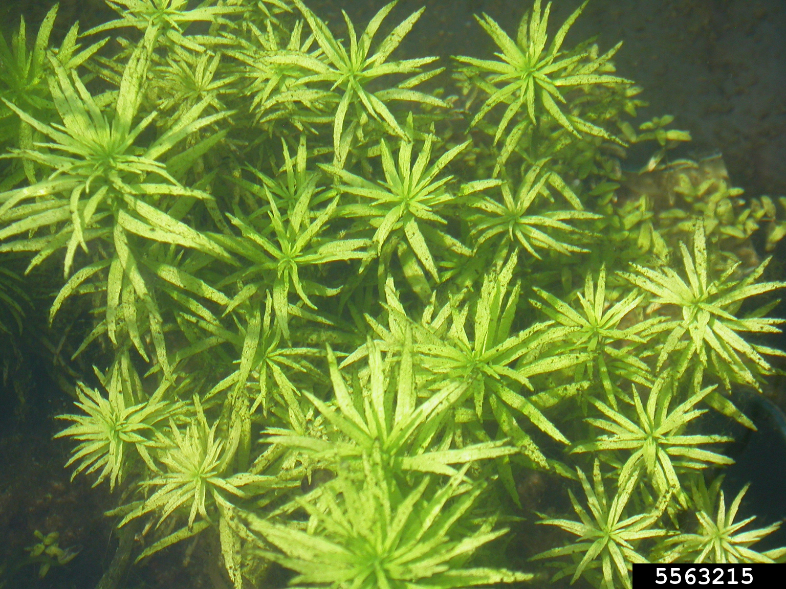 limnophila (Limnophila chinensis)