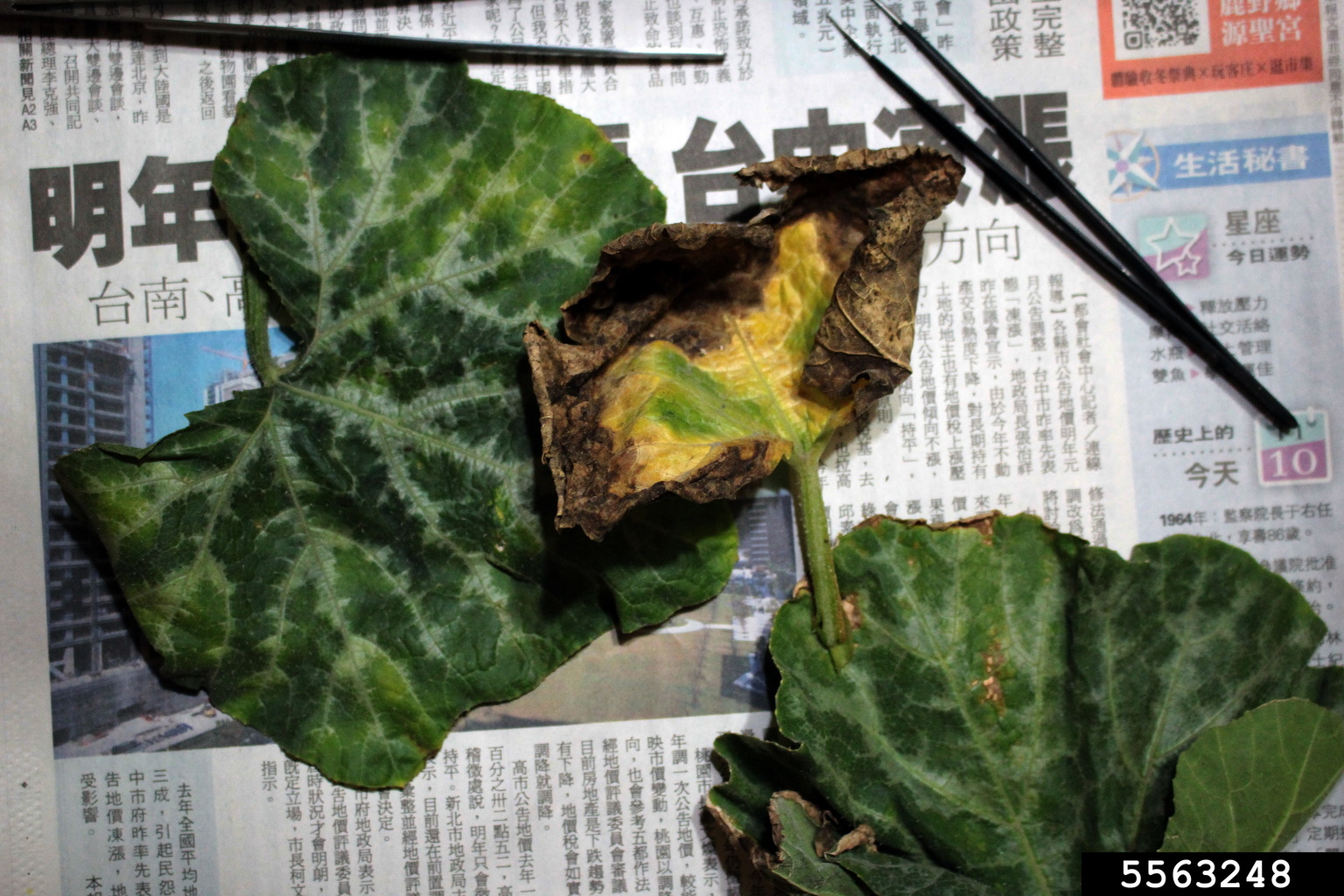 Alternaria leaf blight (Alternaria cucumerina)