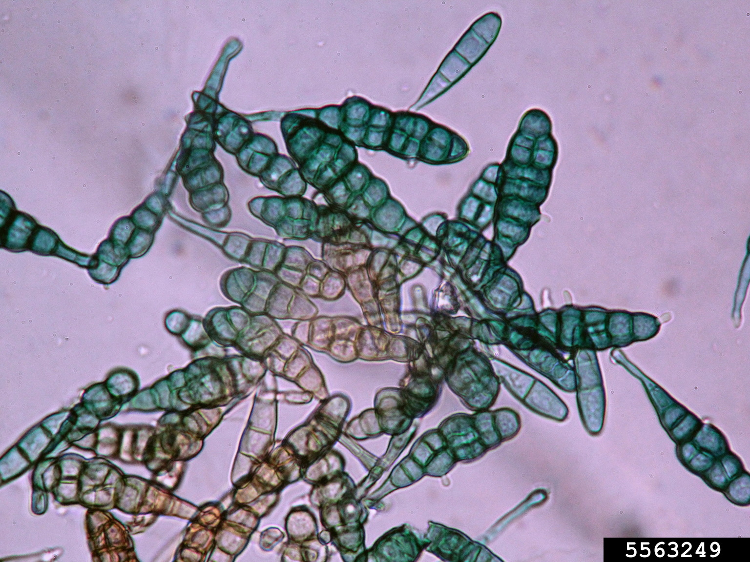 Alternaria leaf blight (Alternaria cucumerina (Ellis & Everh.) J.A ...
