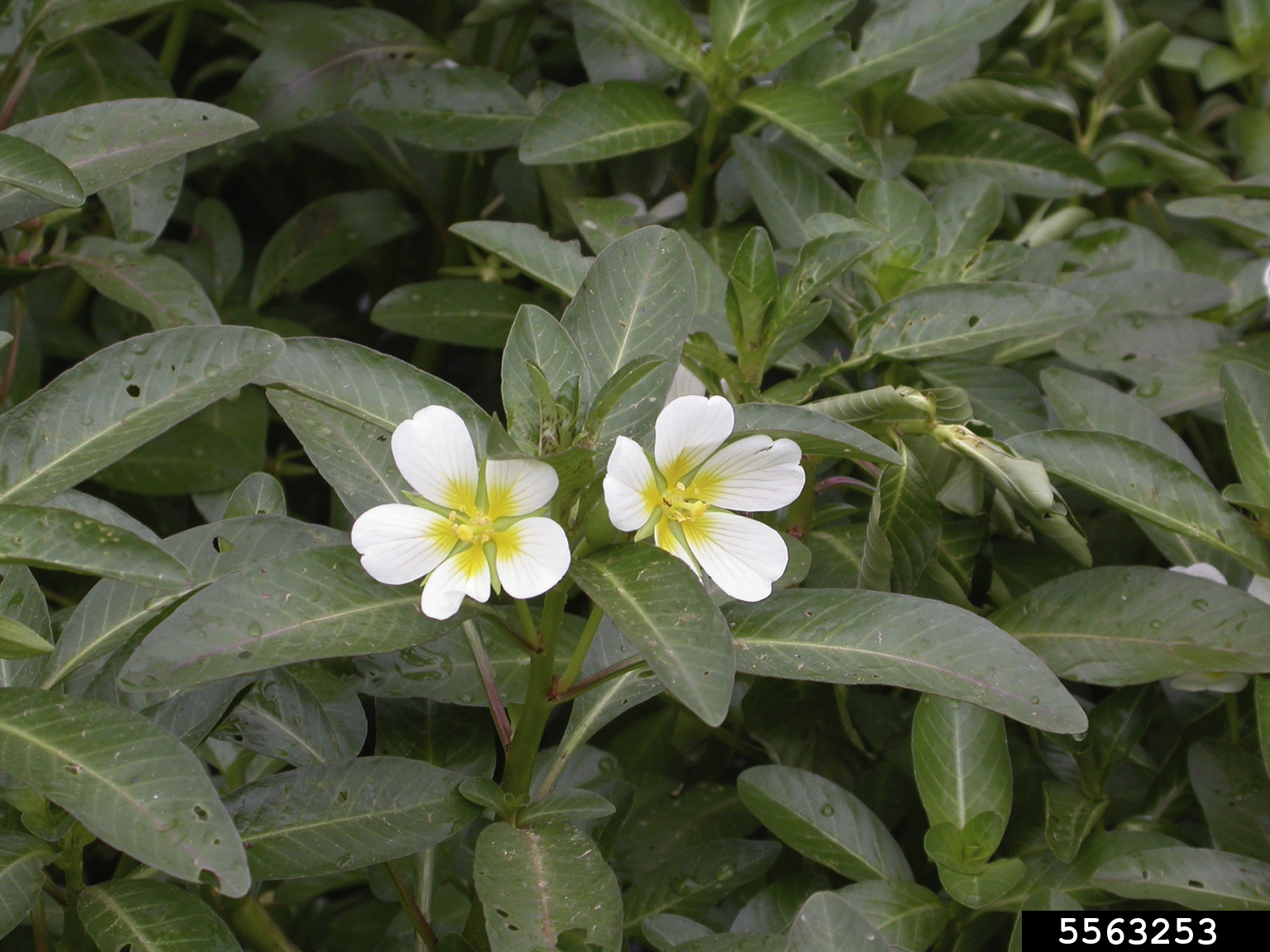 Water Primrose (Ludwigia adscendens (L.) H. Hara)