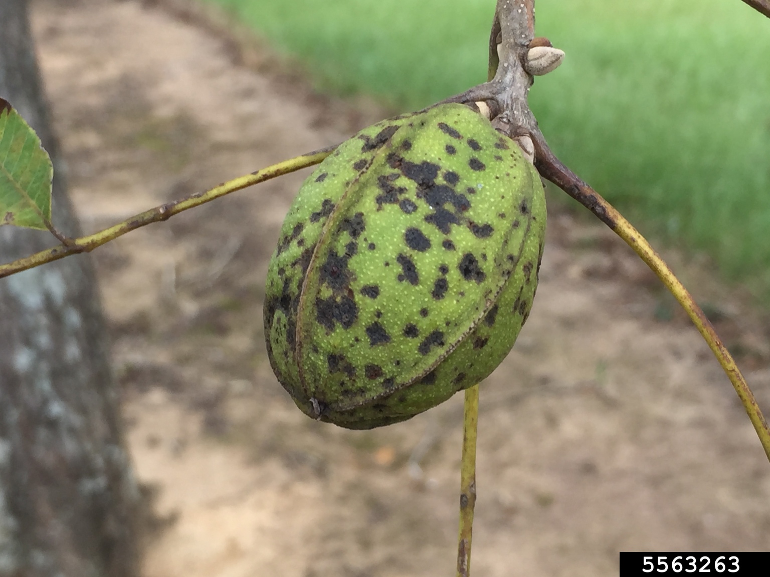 pecan scab (Venturia effusa)