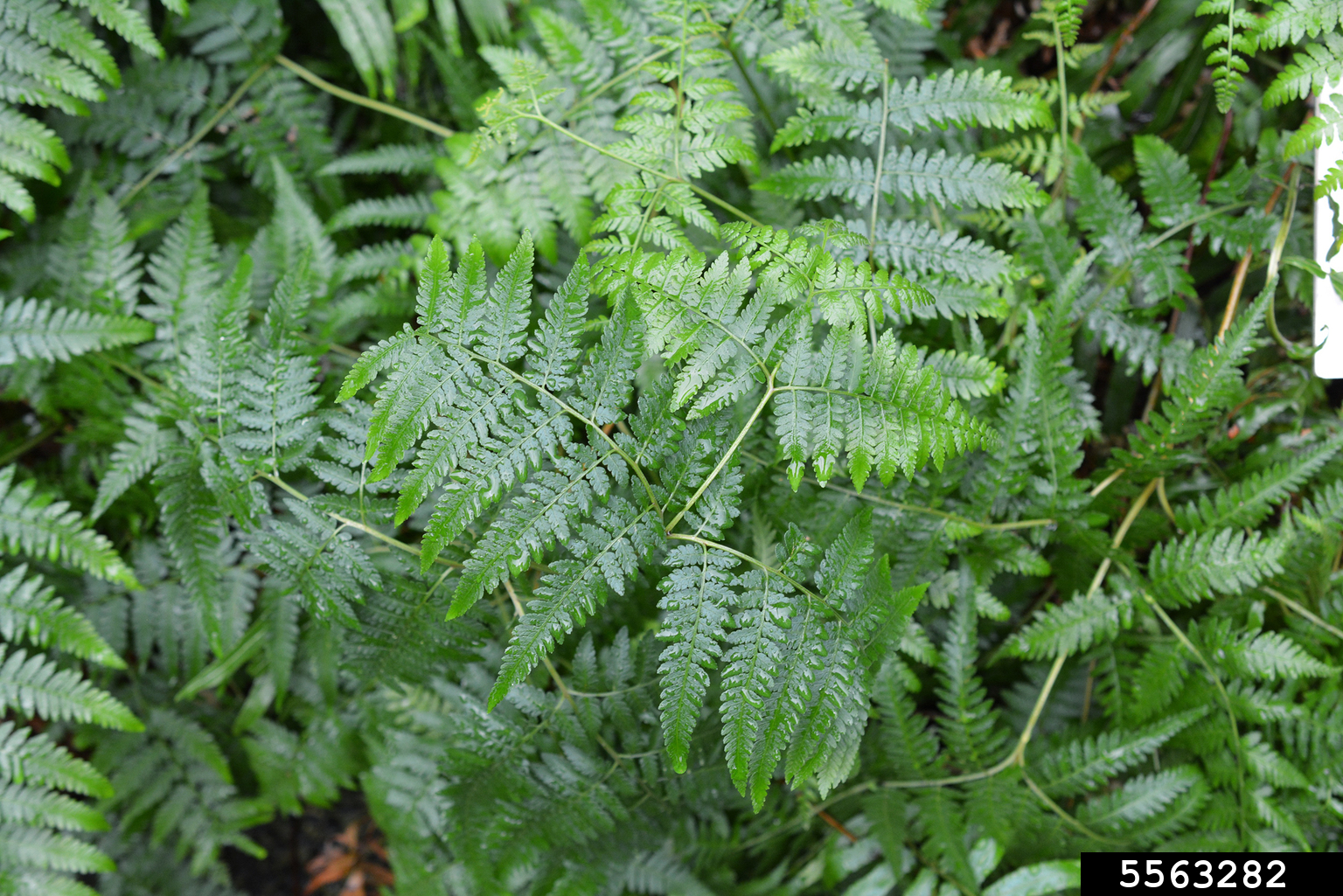 swamp water fern (Blechnum indicum Burm.f.)