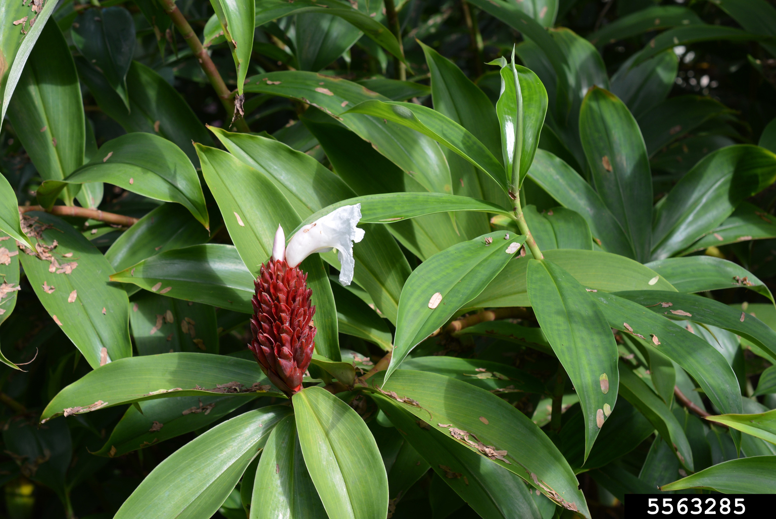 Zingiberales Ginger