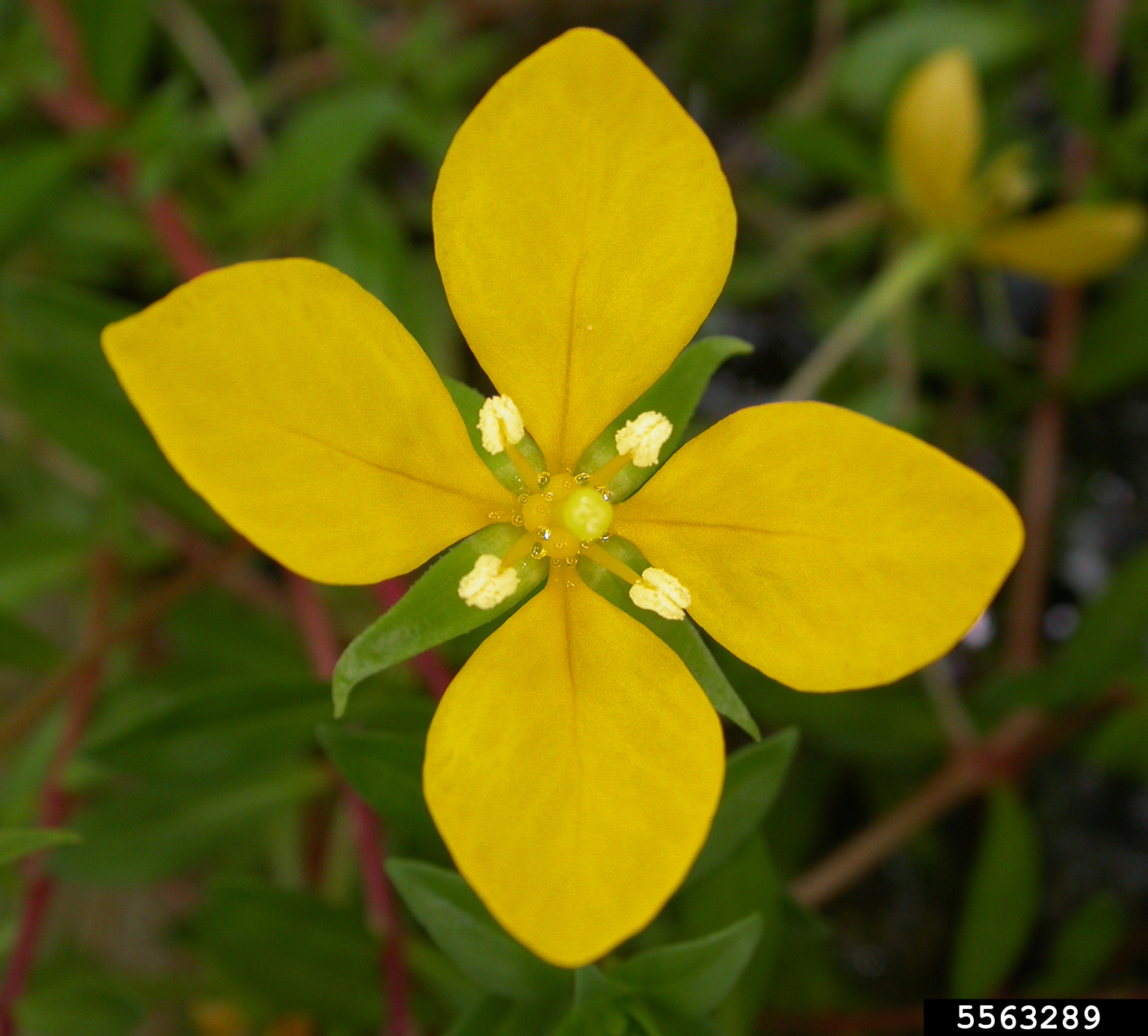 piedmont primrose-willow (Ludwigia arcuata)