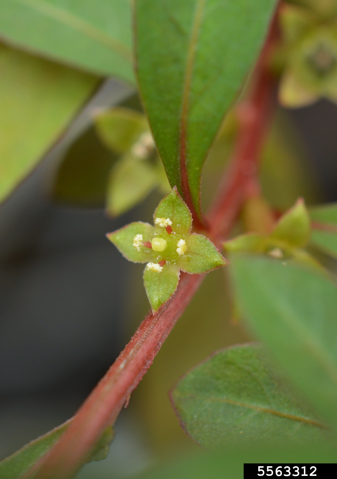 primrose-willow (Genus Ludwigia)