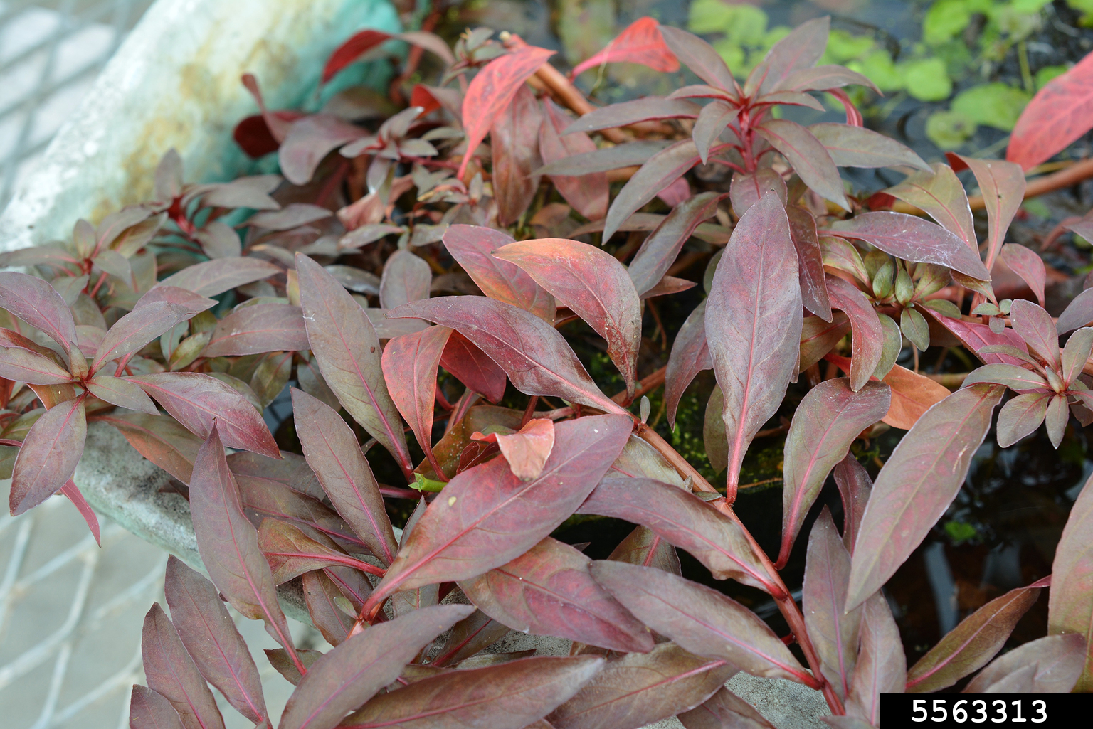 primrose-willow (Genus Ludwigia)