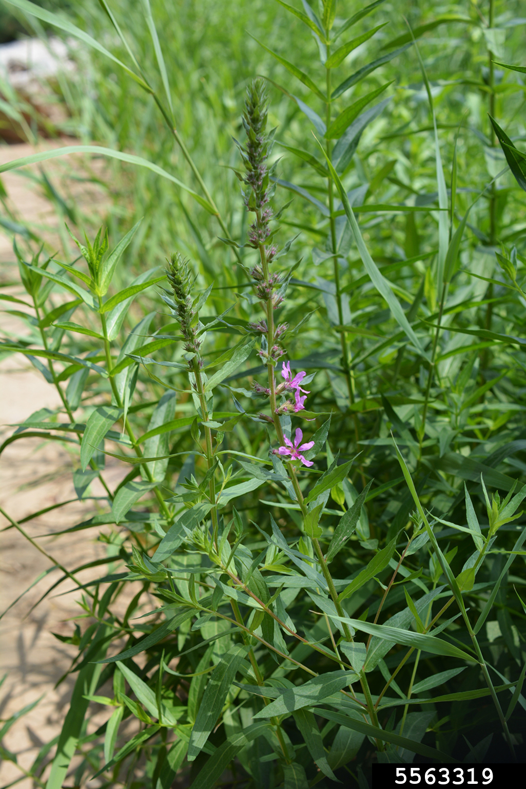 purple loosestrife (Lythrum salicaria)