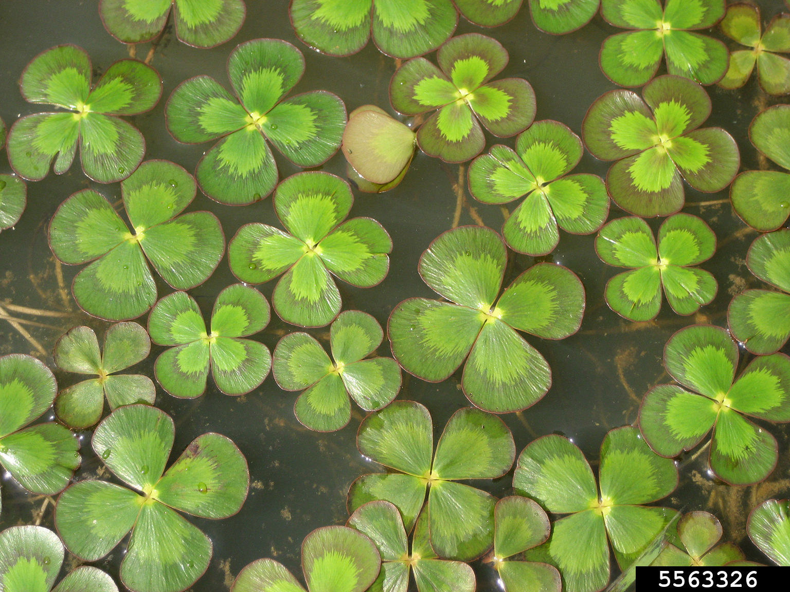 Australian water-clover (Marsilea mutica)