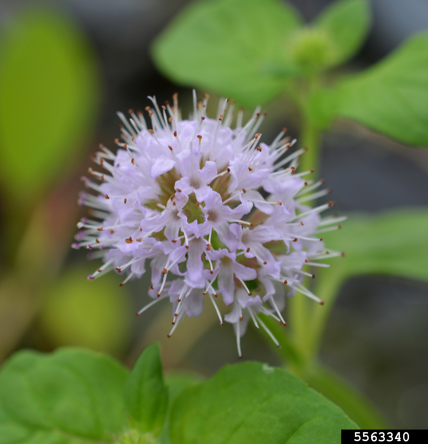water mint (Mentha aquatica L.)
