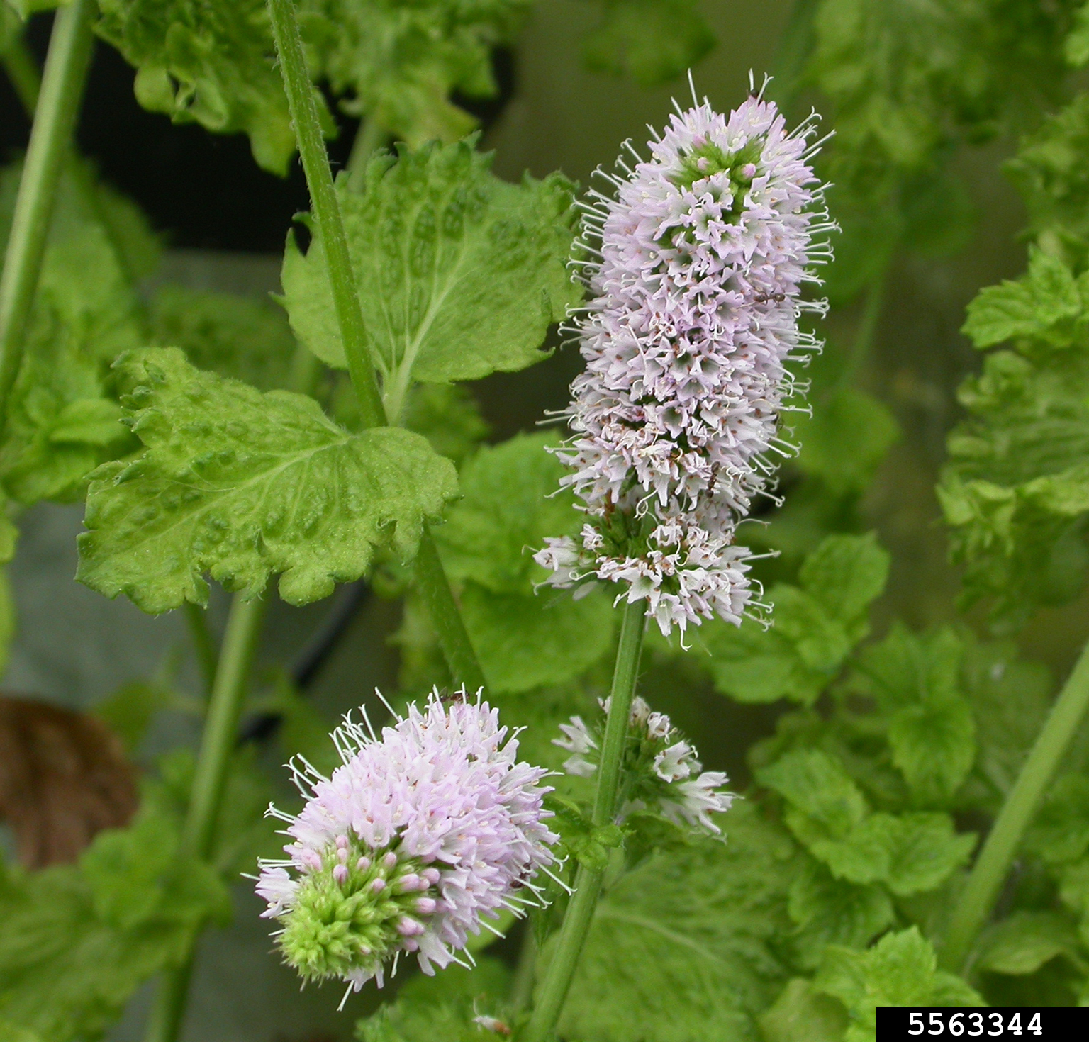 Turkish mint (Mentha x piperita var. crispa)