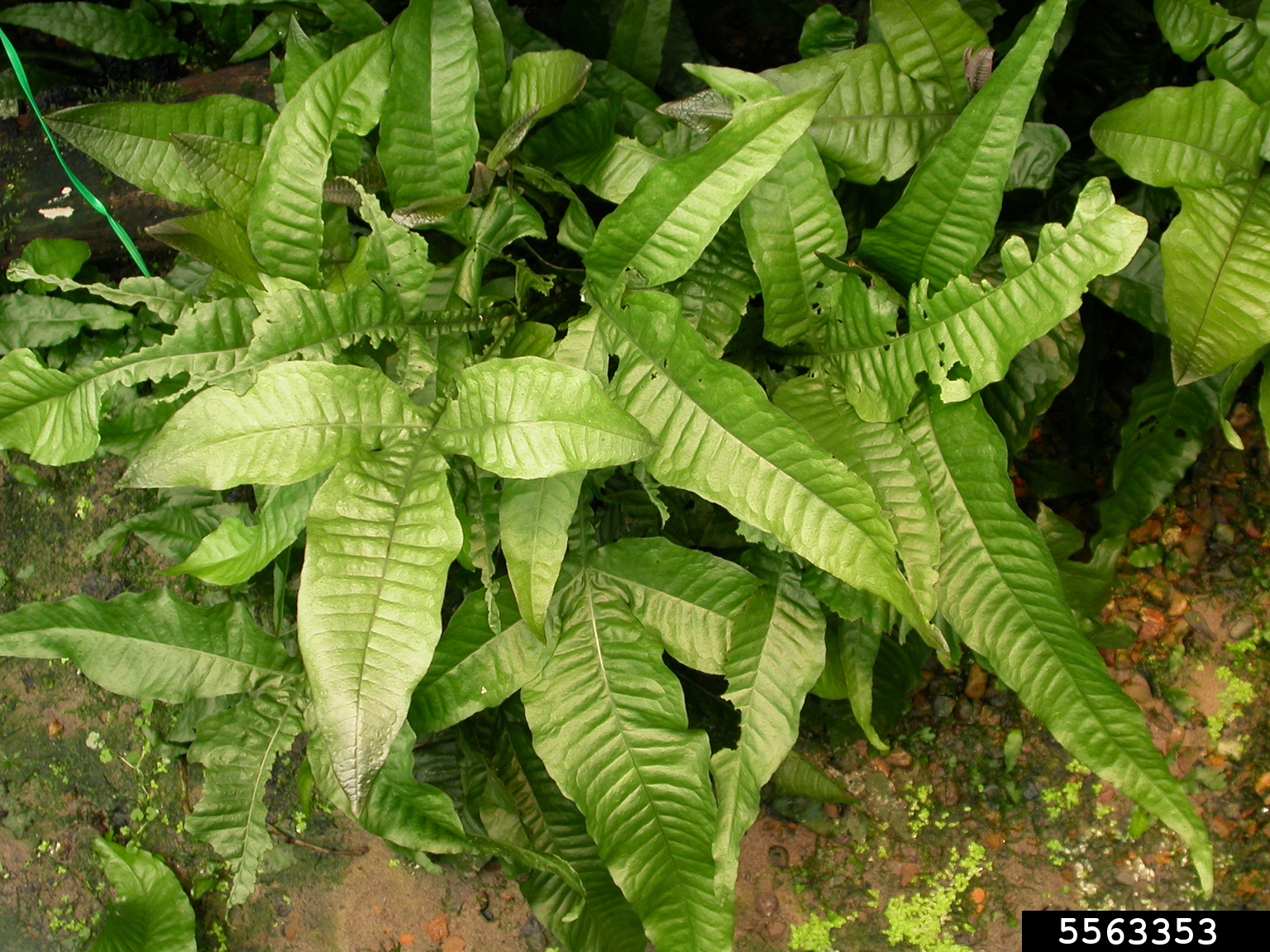Java fern (Leptochilus pteropus)