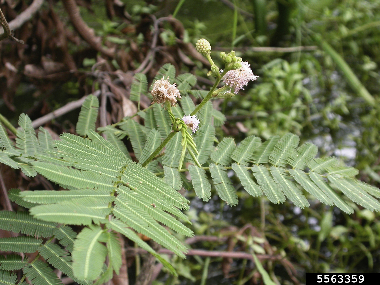 catclaw mimosa (Mimosa pigra)