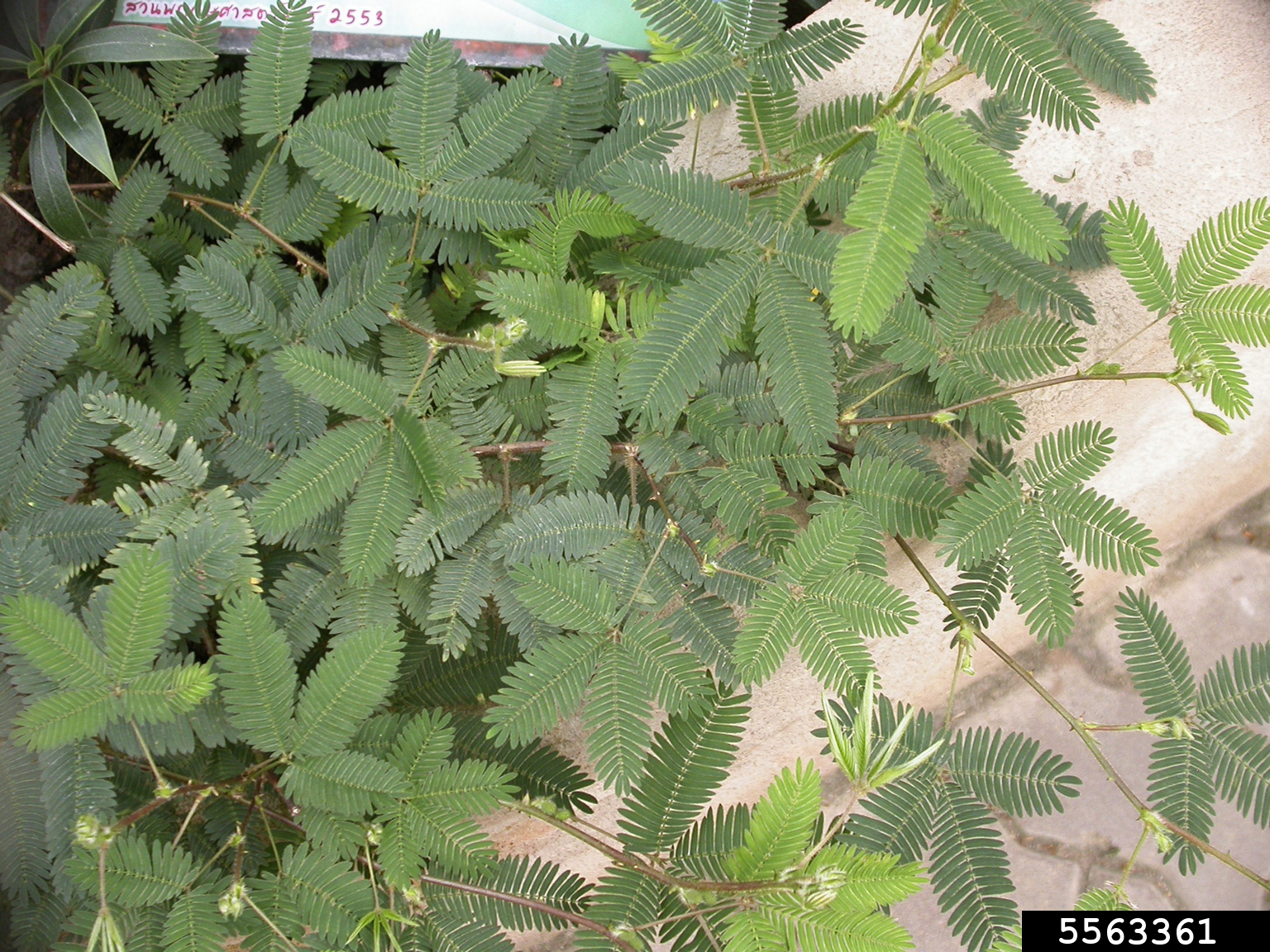 sensitiveplant (Mimosa pudica L.)