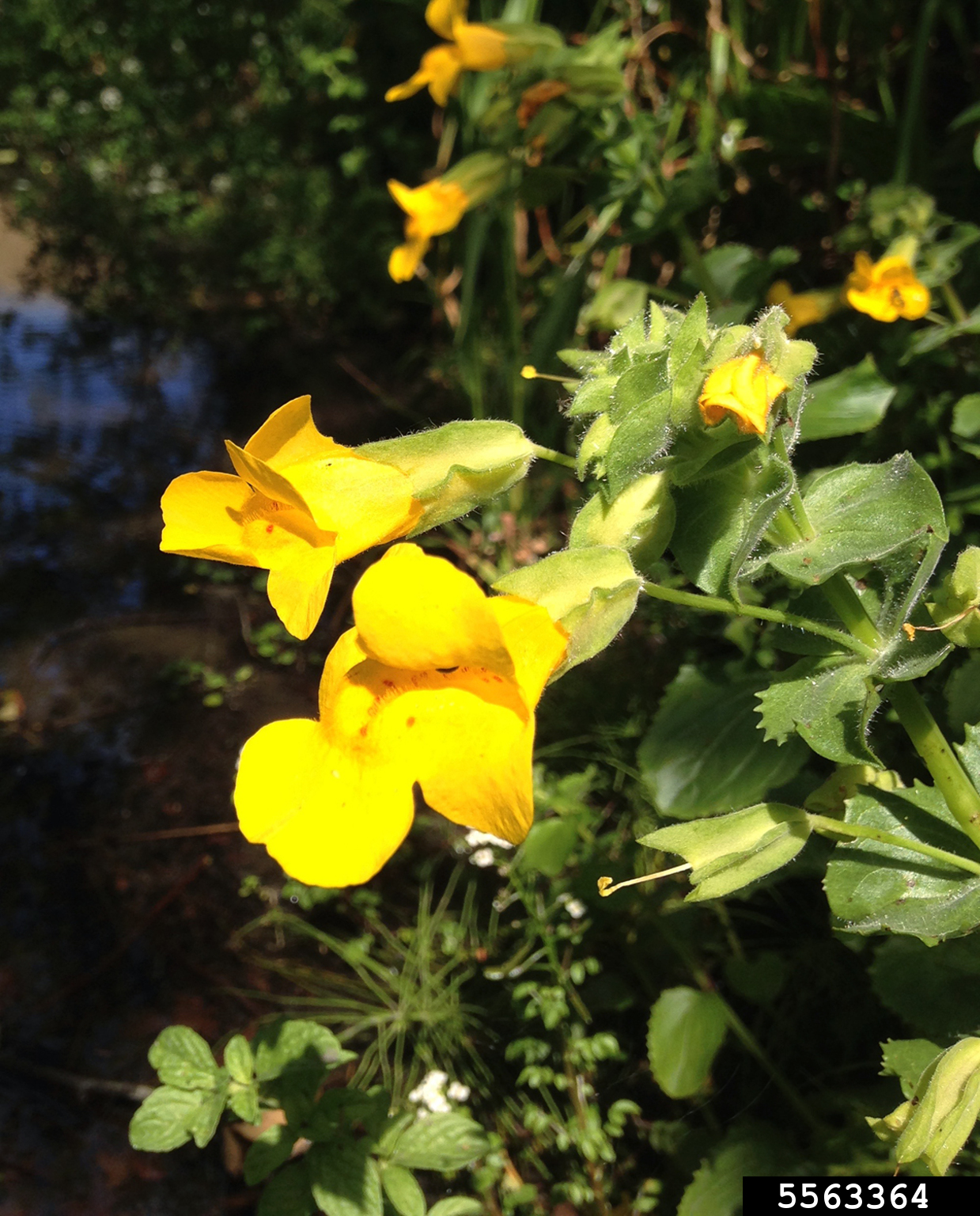 monkeyflower (Genus Mimulus)