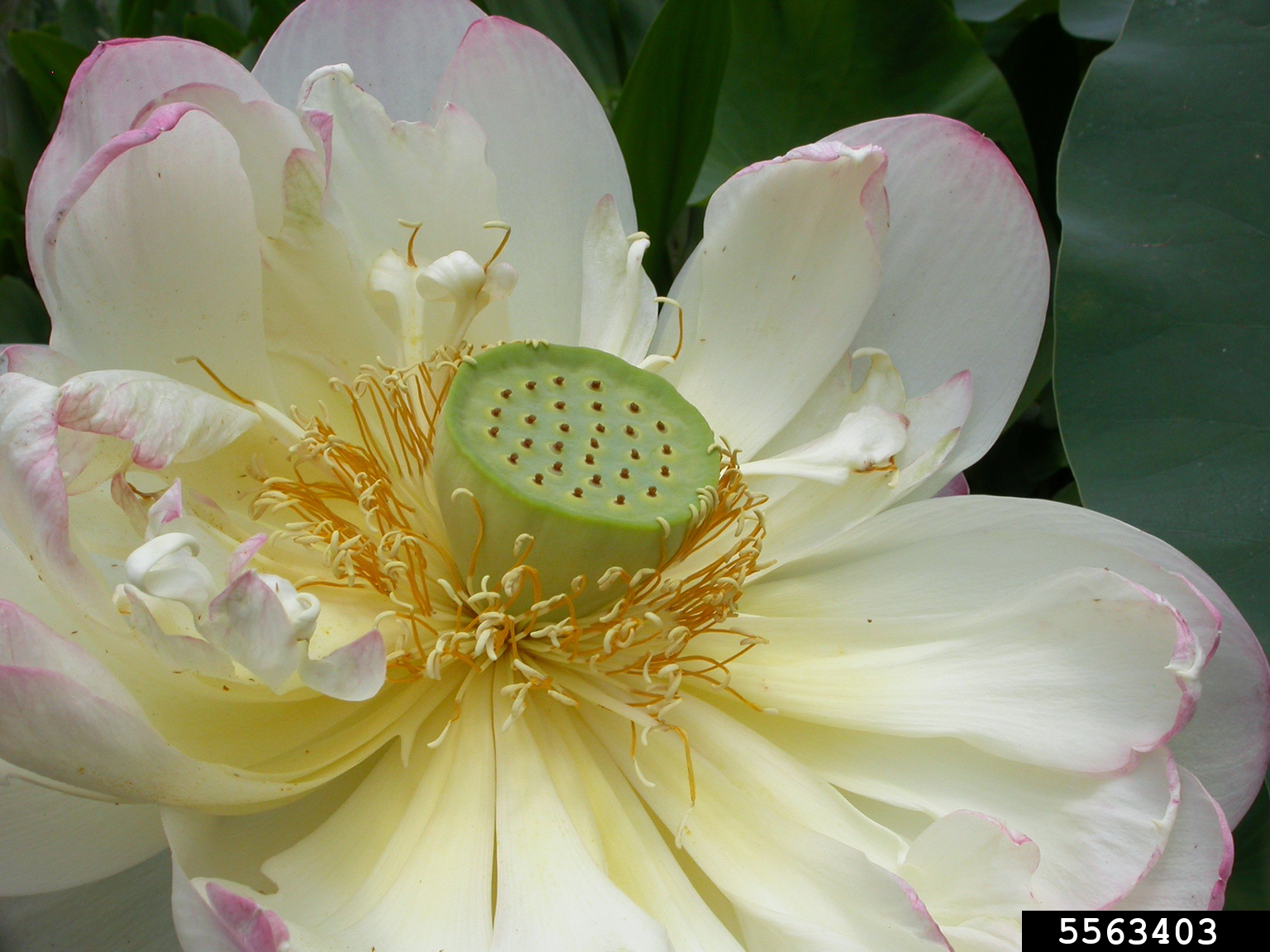 American lotus (Nelumbo lutea Willd.)