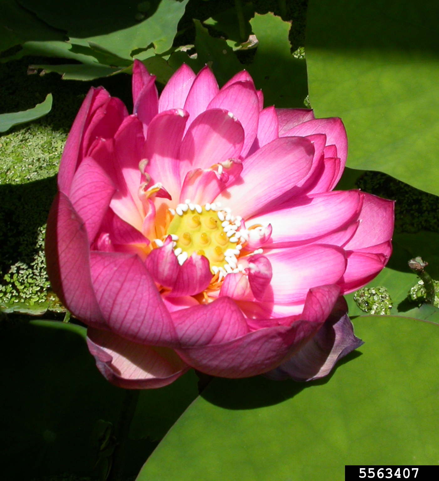 Sacred lotus (Nelumbo nucifera)