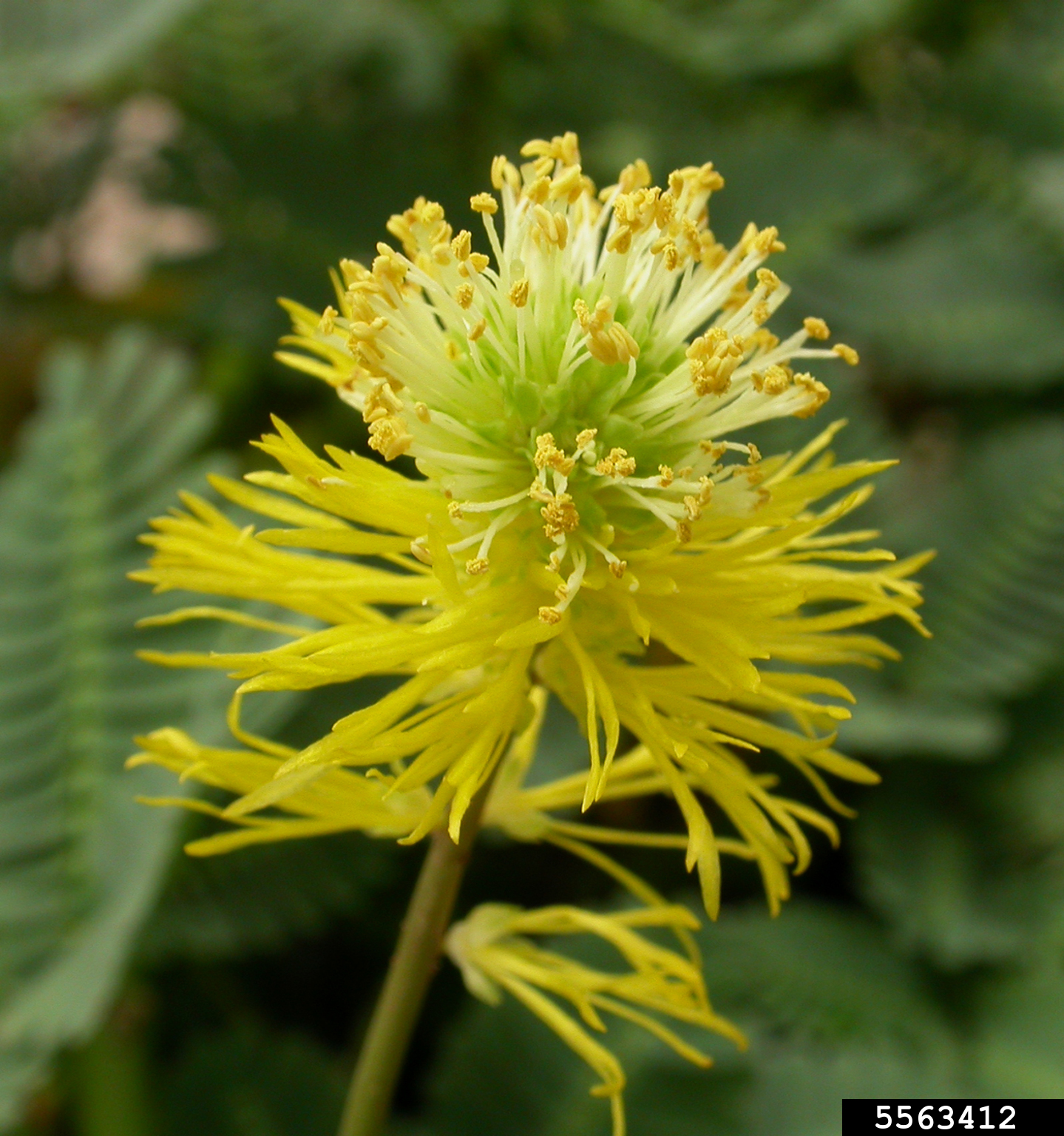 puff (Neptunia oleracea Lour.)